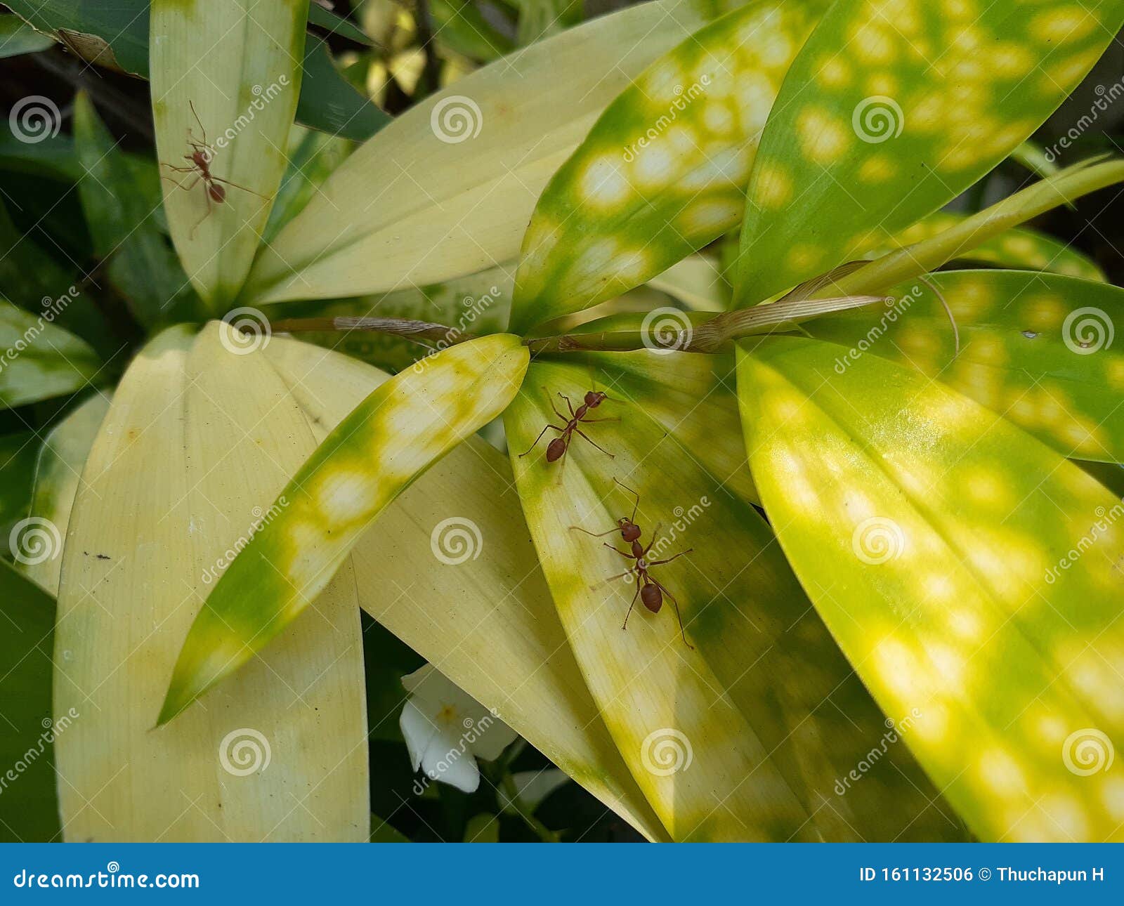 Ants Hunting Small Insect stock photo. Image of produce - 161132506