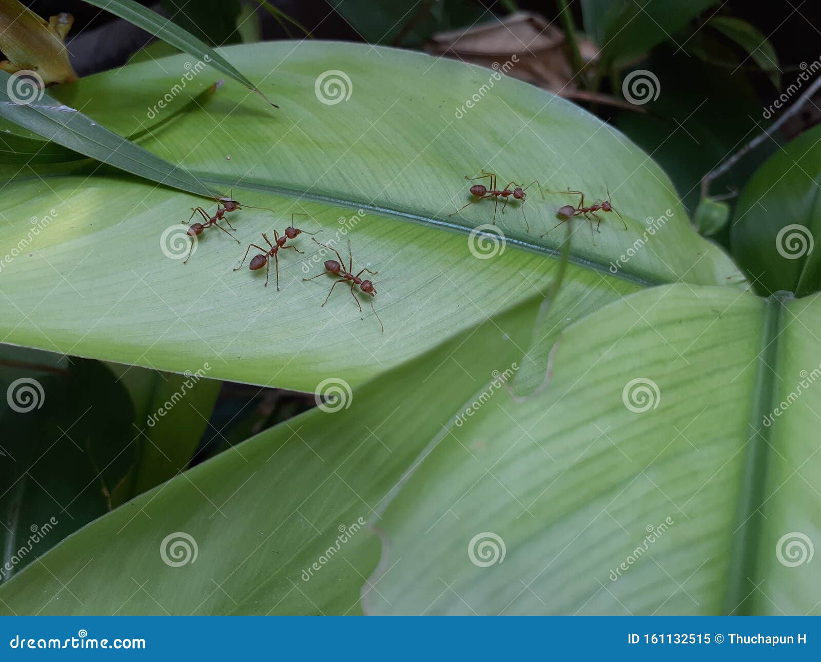 Ants Hunting Small Insect stock image. Image of nature - 161132515