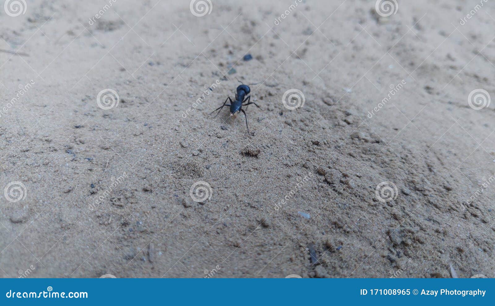 Ants and Insects, Insect on the Ground Stock Image - Image of insect ...