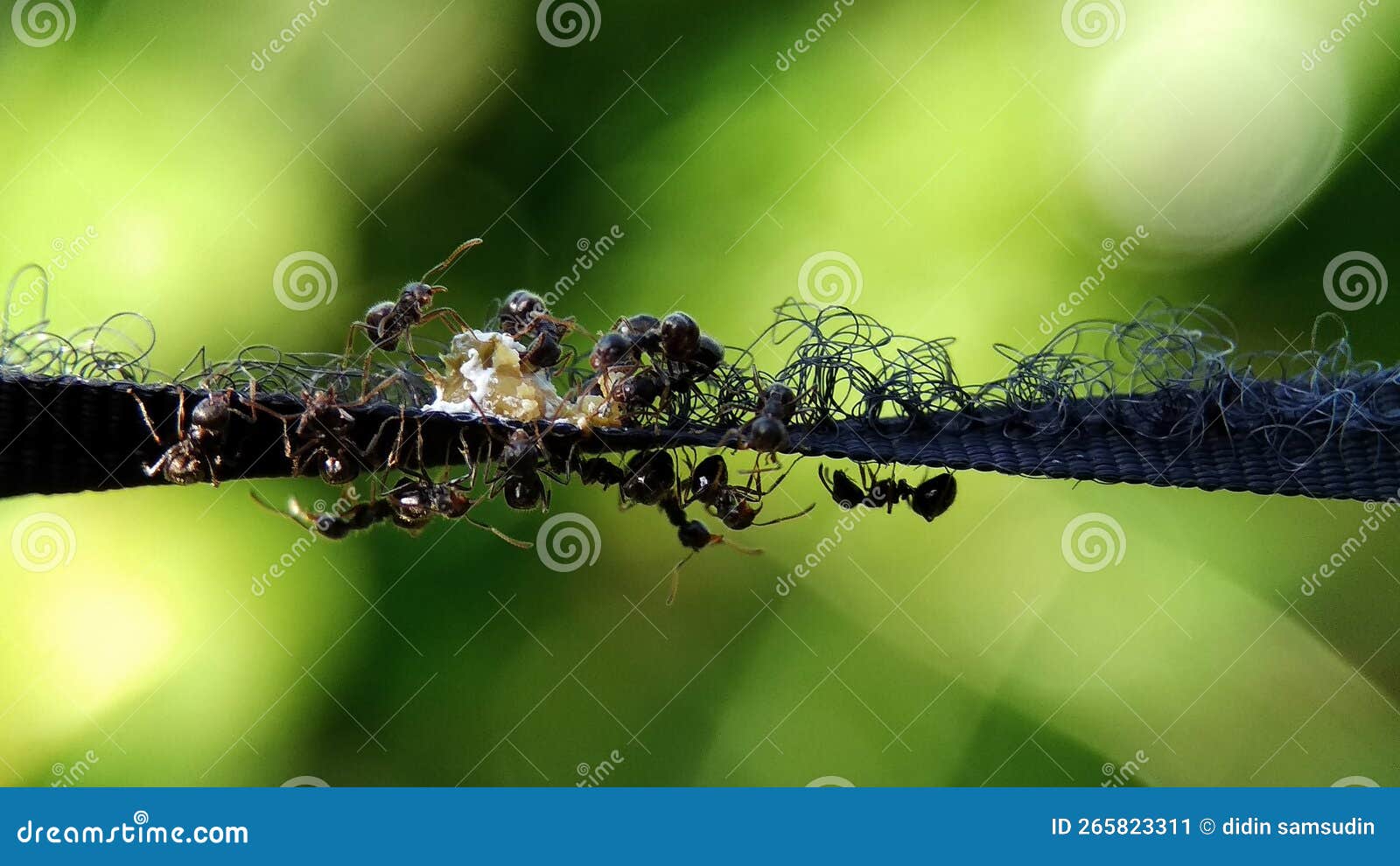 Ants are Insects that Live Together. they Help Each Other To Survive ...