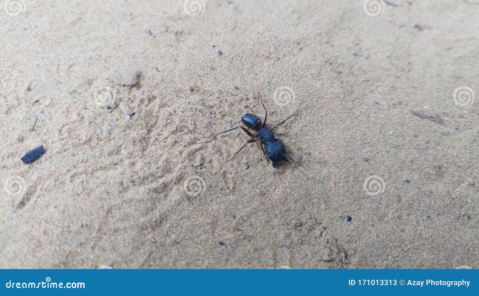 Ants and Insects, Macro Insect on the Ground Stock Image - Image of ...