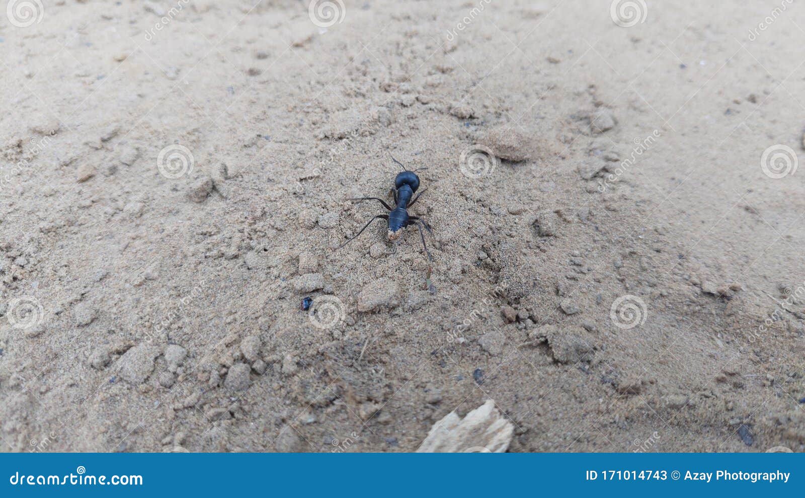 Ants and Insects, Macro Insect on the Ground Stock Image - Image of ...