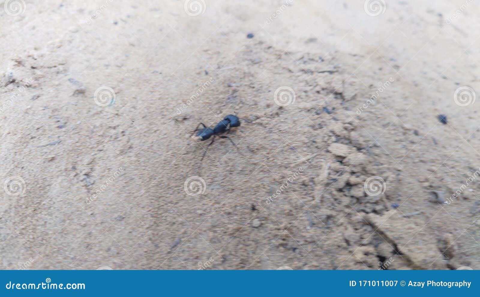 Ants and Insects, Macro Insect on the Ground Stock Image - Image of ...