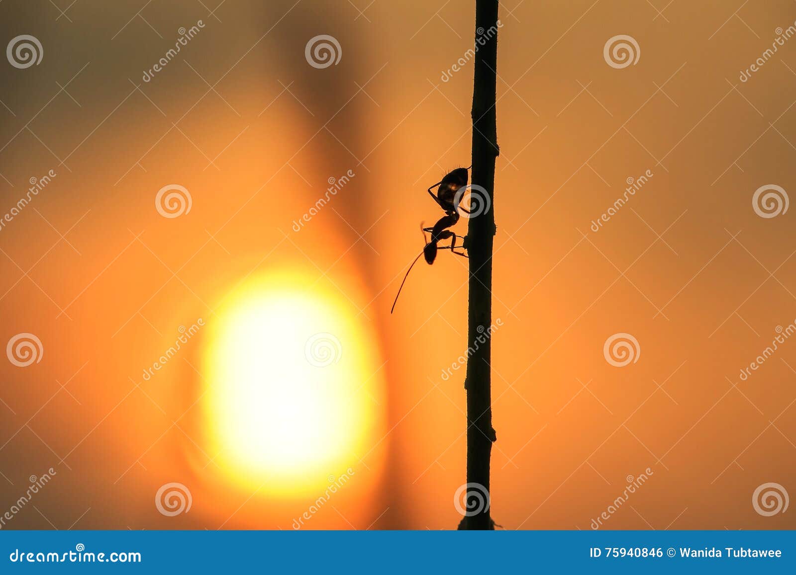Ants,insects. stock photo. Image of management, closeup - 75940846