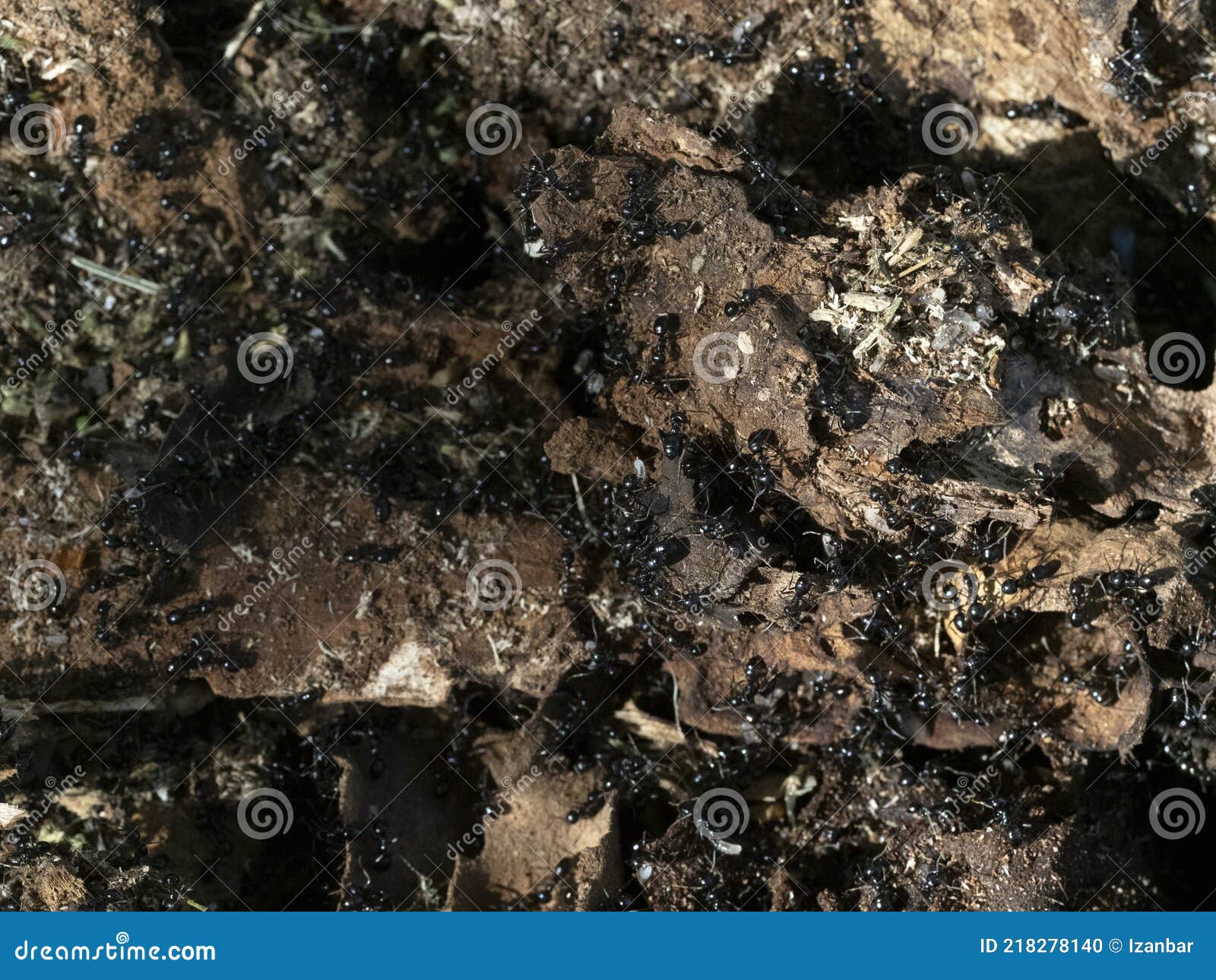 Ants Inside Anthill in the Wood Stock Photo - Image of team, closeup ...