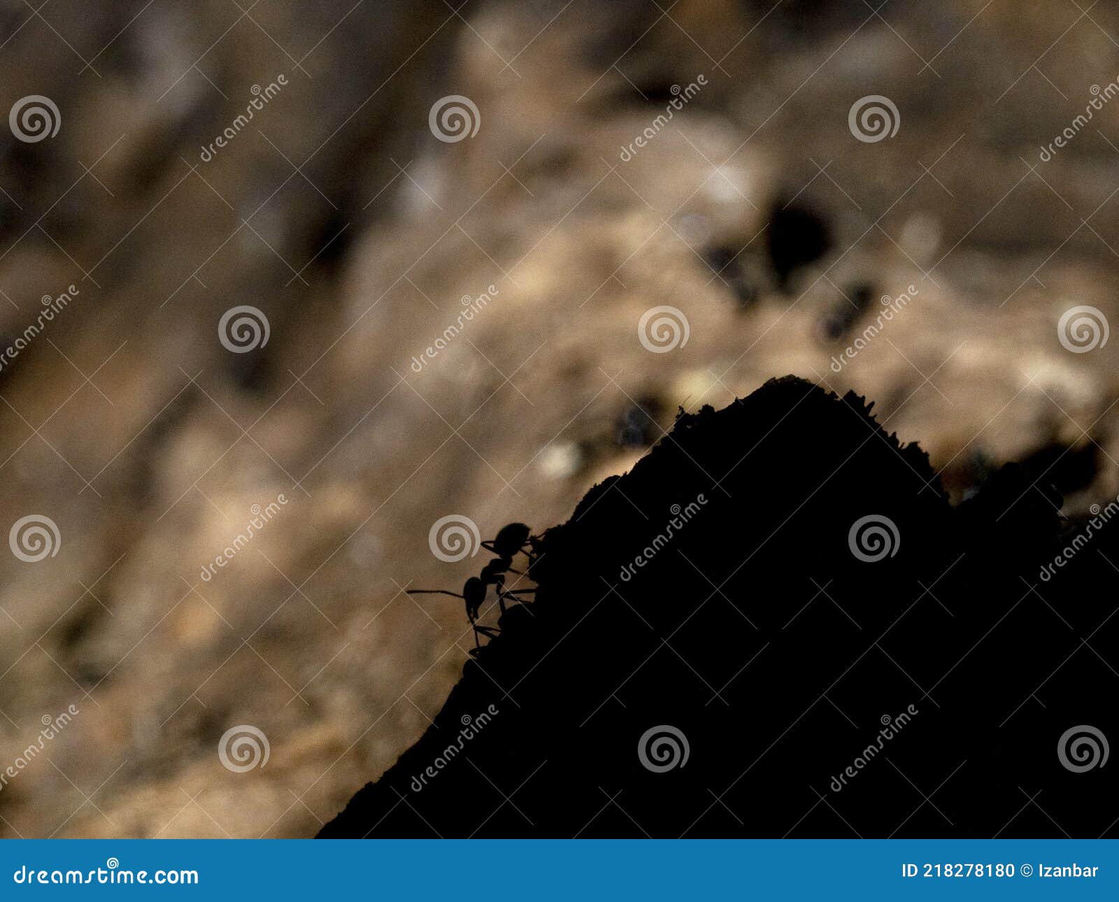 Ants Inside Anthill in the Wood Stock Photo - Image of camponotus ...