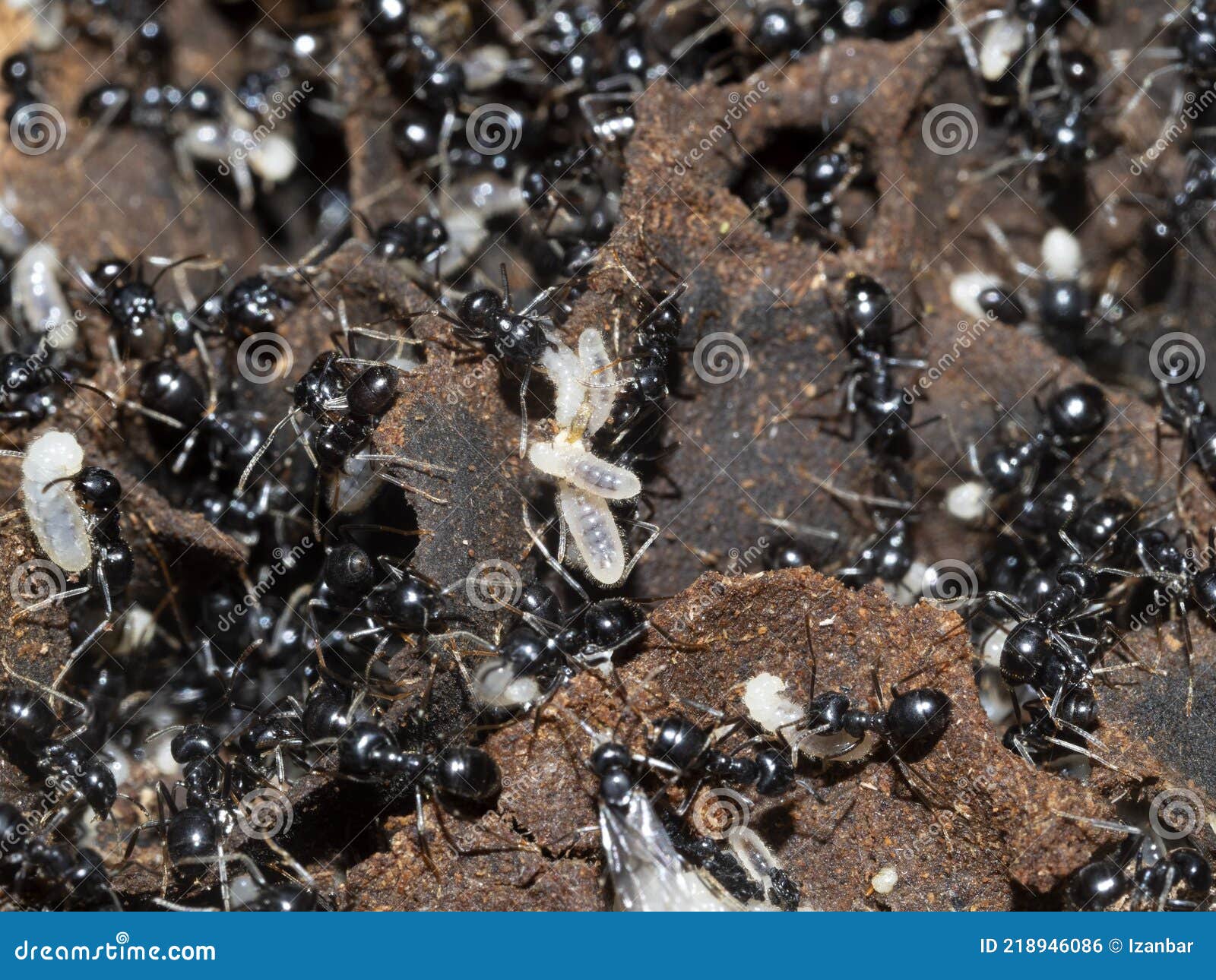 Ants Inside Anthill in the Wood Stock Photo - Image of ground, wild ...