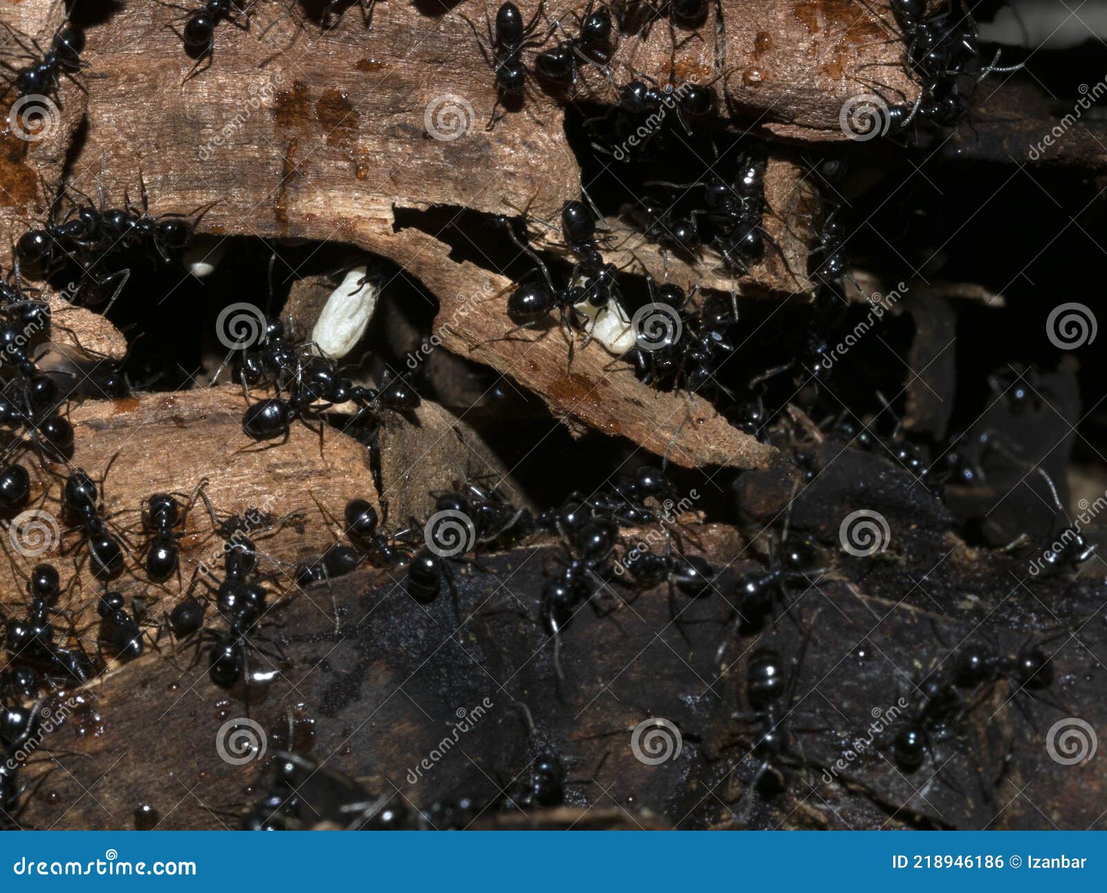 Ants Inside Anthill in the Wood Stock Photo - Image of colony, workers ...