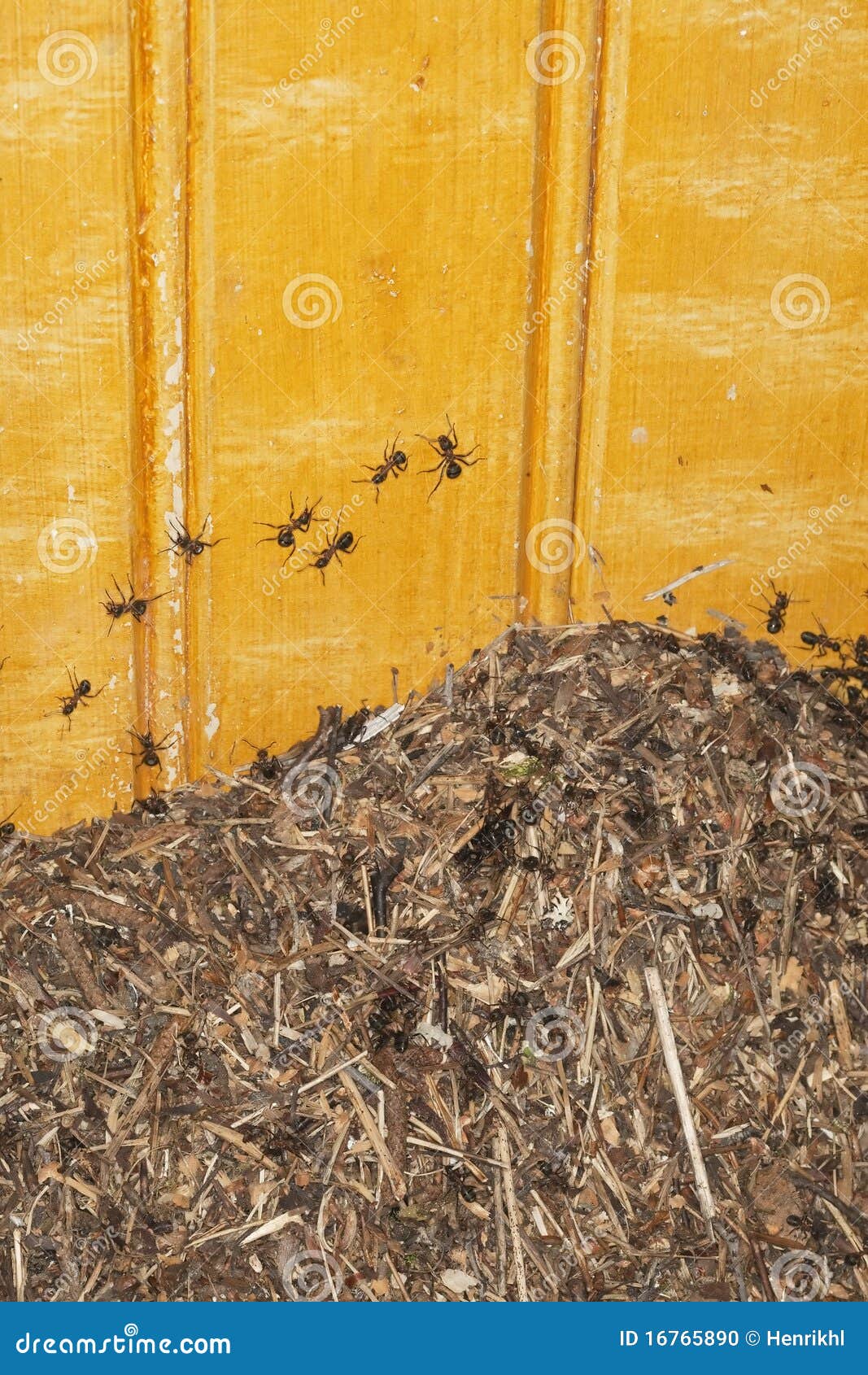 Ants invading an old house stock photo. Image of magnification - 16765890