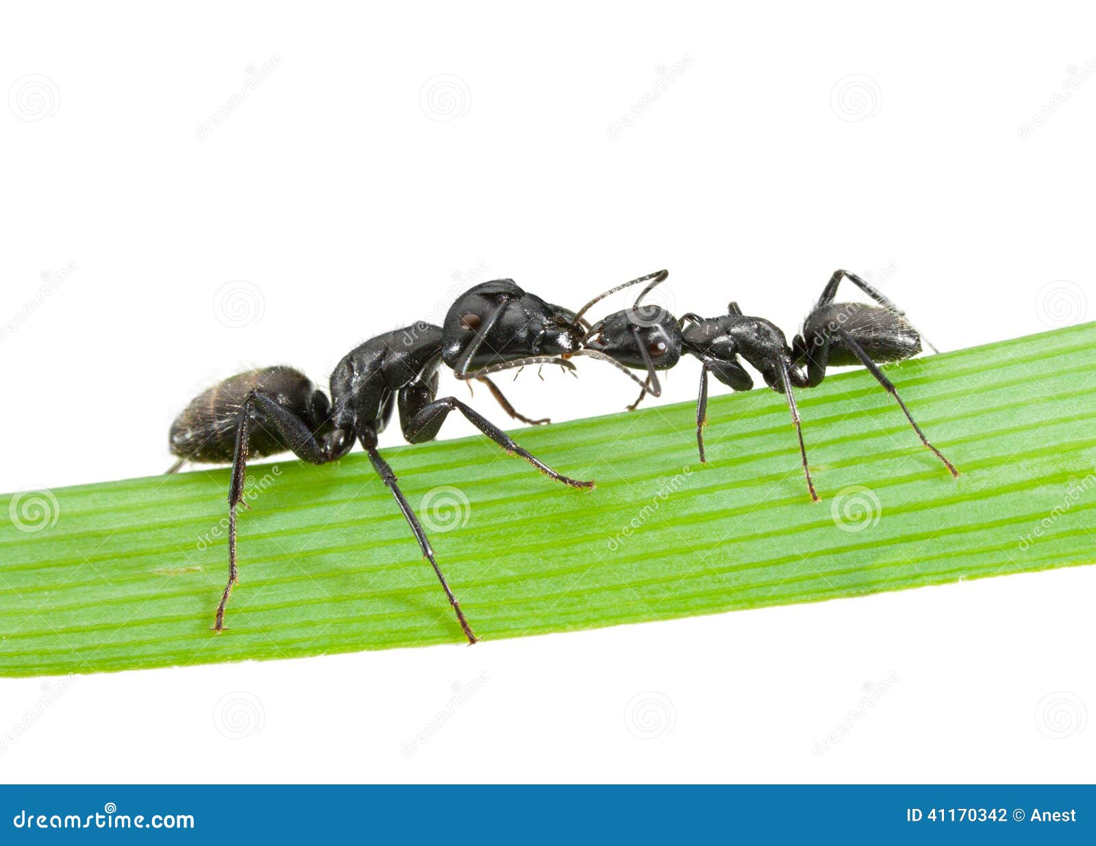 Ants kiss stock photo. Image of climbing, blade, detail - 41170342