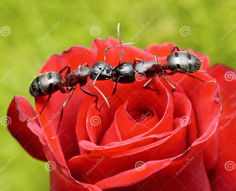 Ants kiss on rose stock photo. Image of rose, love, grass - 13862736