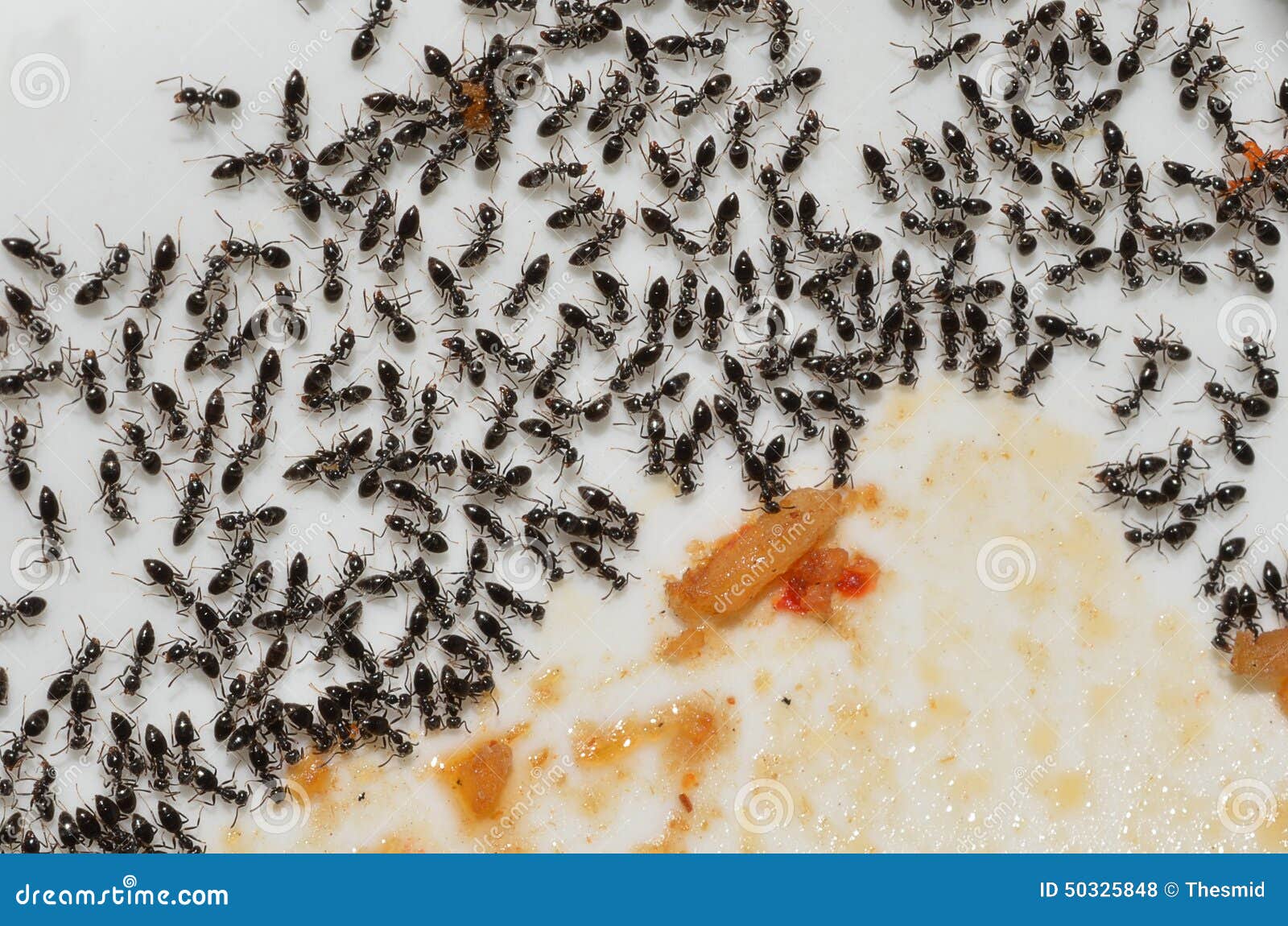 Ants in the Kitchen stock photo. Image of vespoidea, formicidae - 50325848