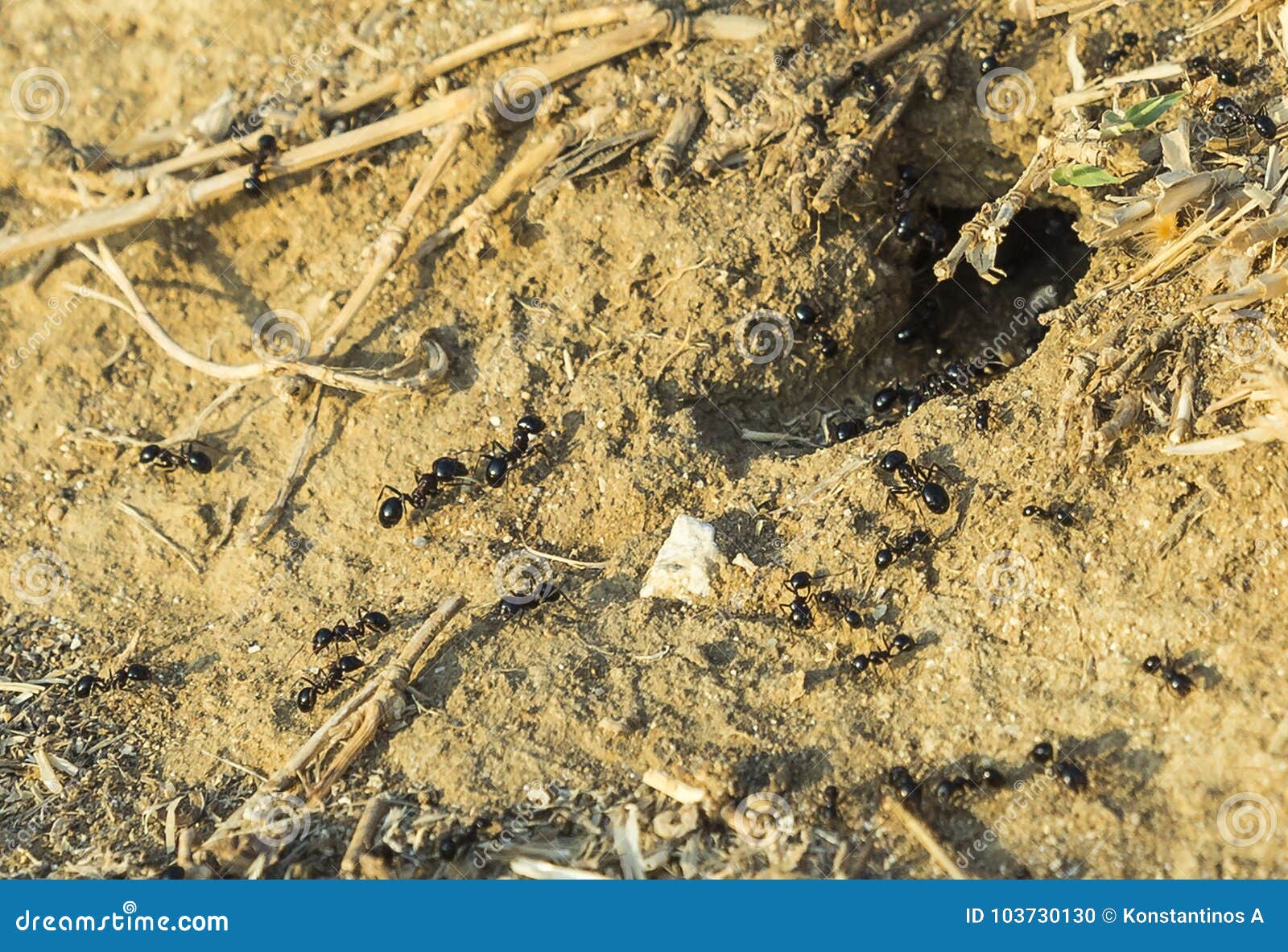 Ants Knest Hole in the Ground Stock Photo - Image of ants, ground ...
