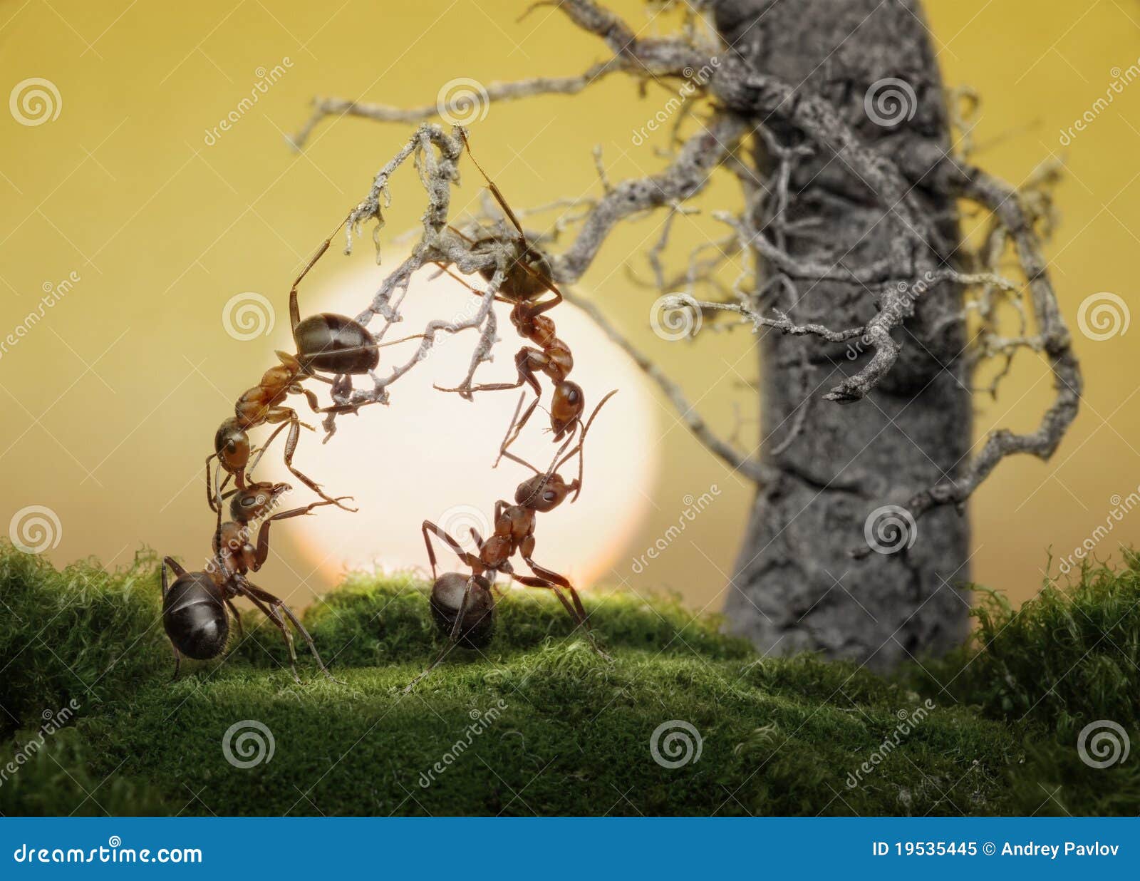 Ants Know To Play Games, Scientific Fact Stock Image - Image of group ...