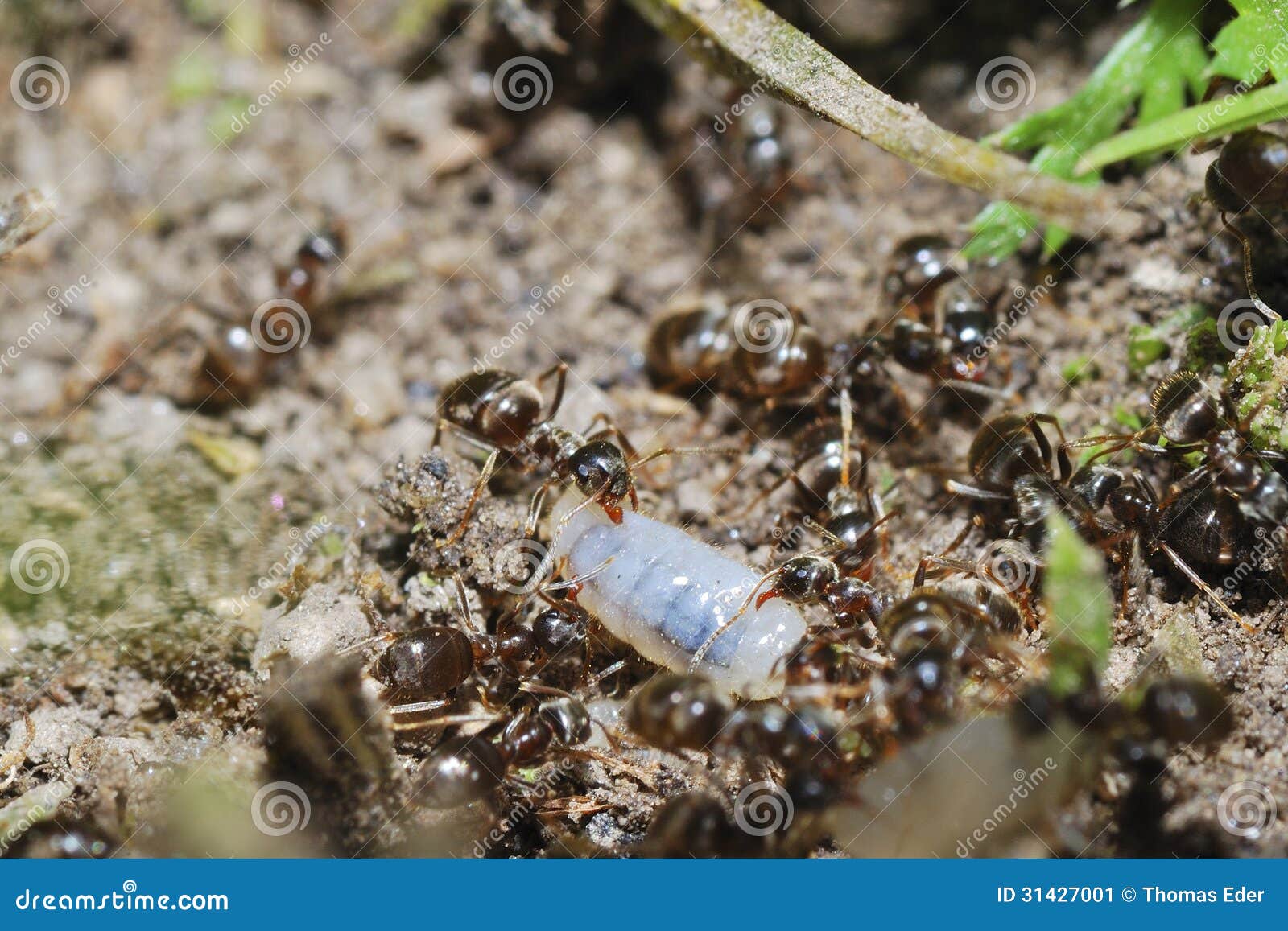 Ants and larvae stock image. Image of wing, beetle, collection - 31427001