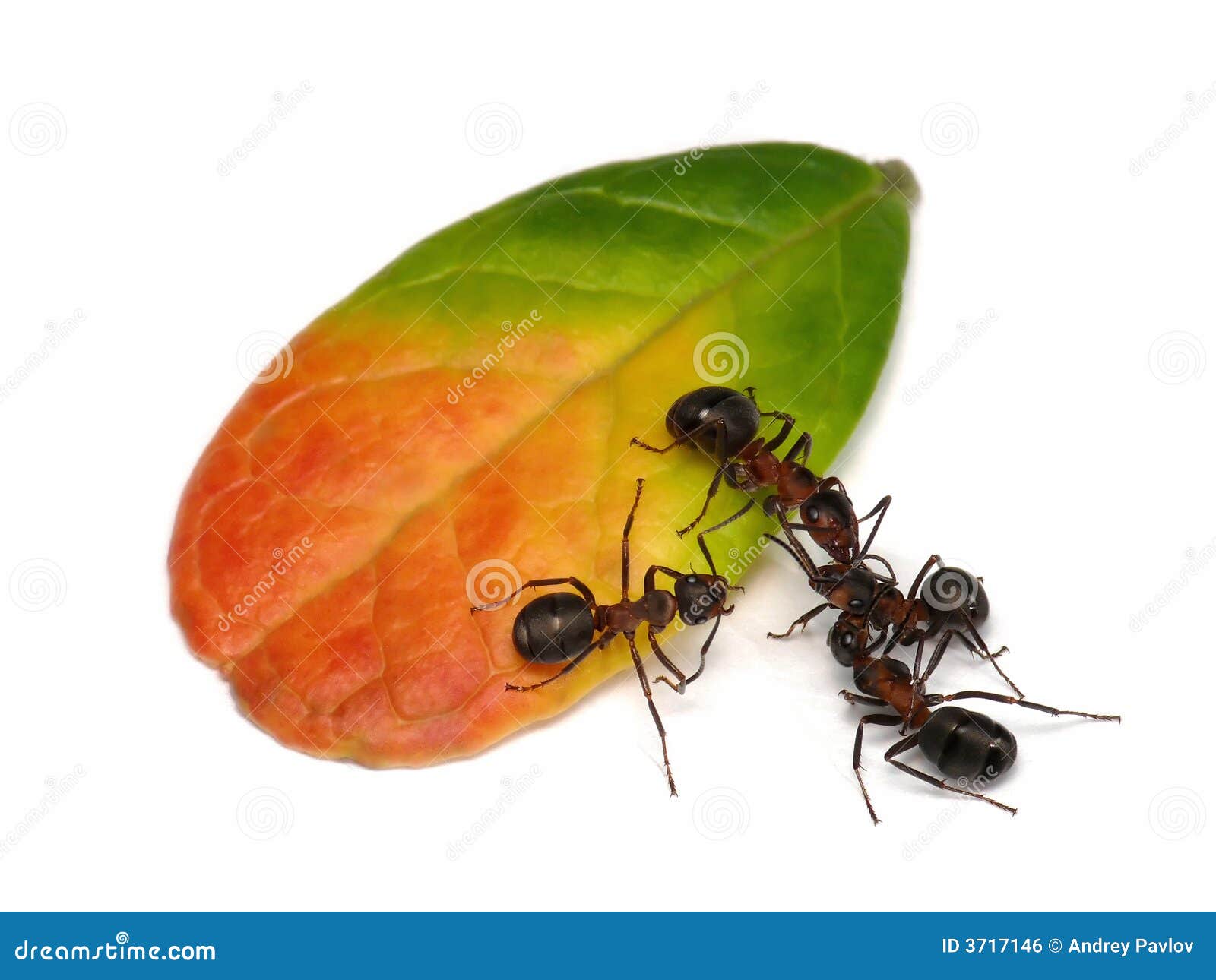 Ants on leaf stock photo. Image of orange, community, plant - 3717146