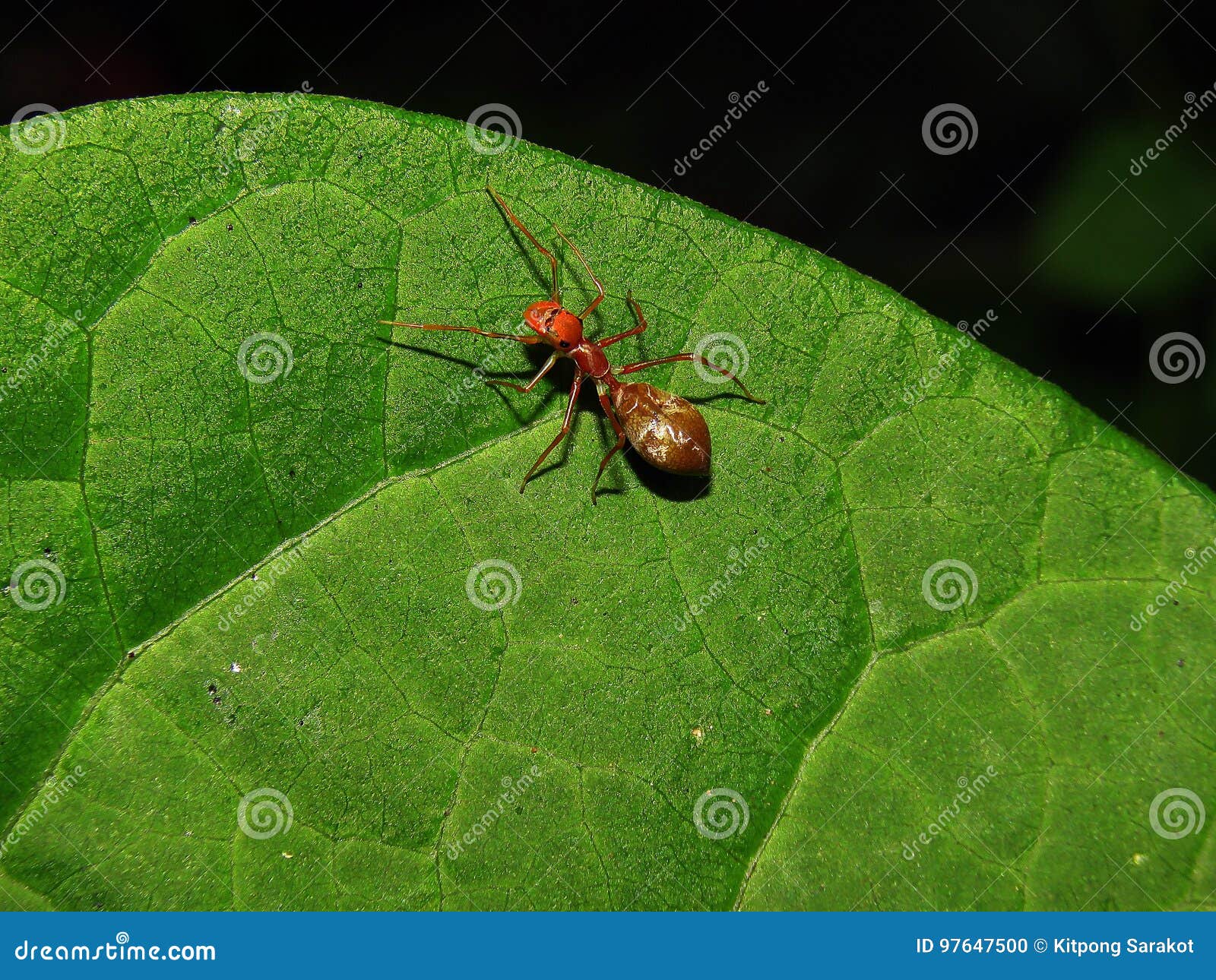 Ants on leaves stock photo. Image of creepy, army, ants - 97647500