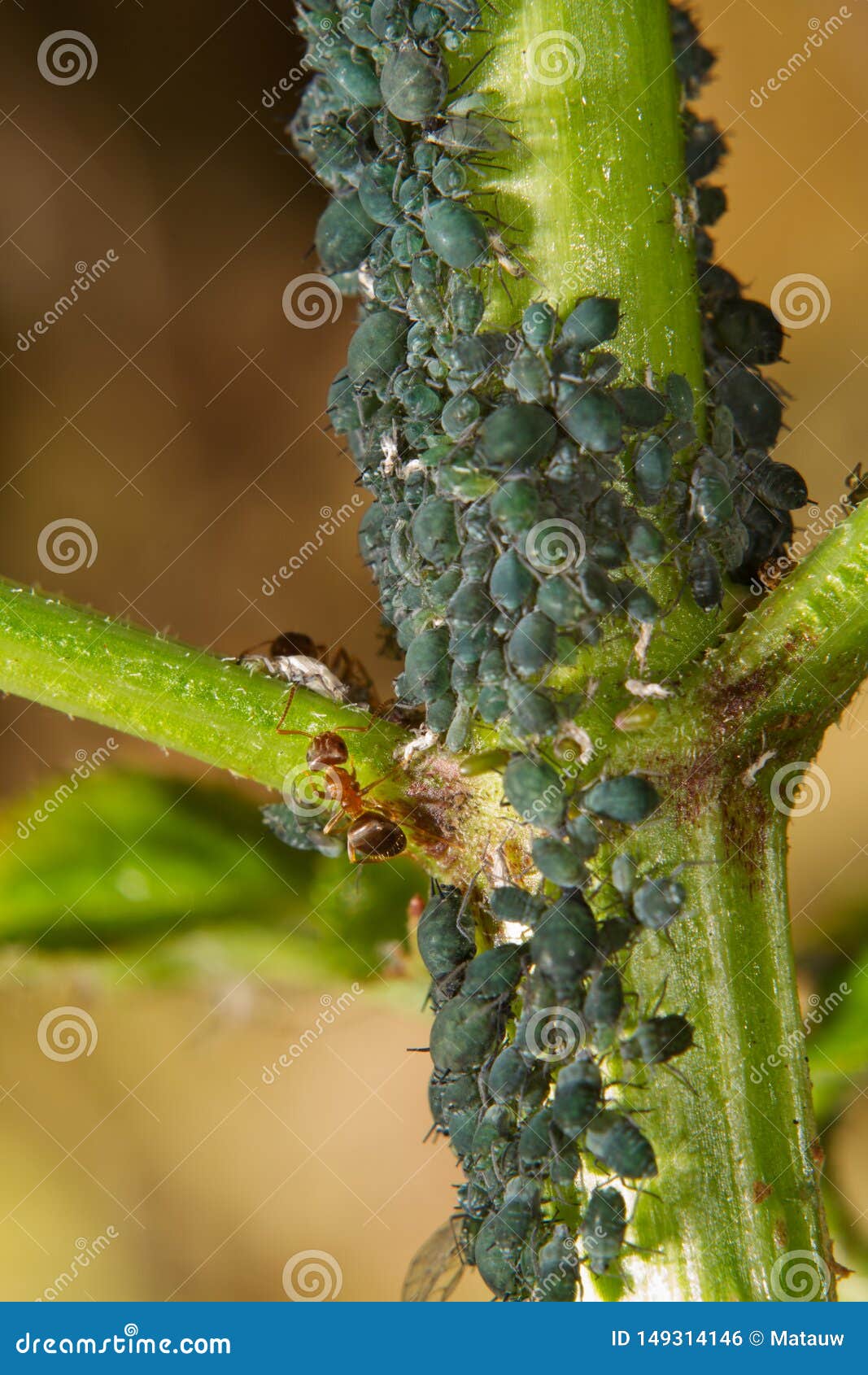 Ants and lice stock photo. Image of elder, european - 149314146