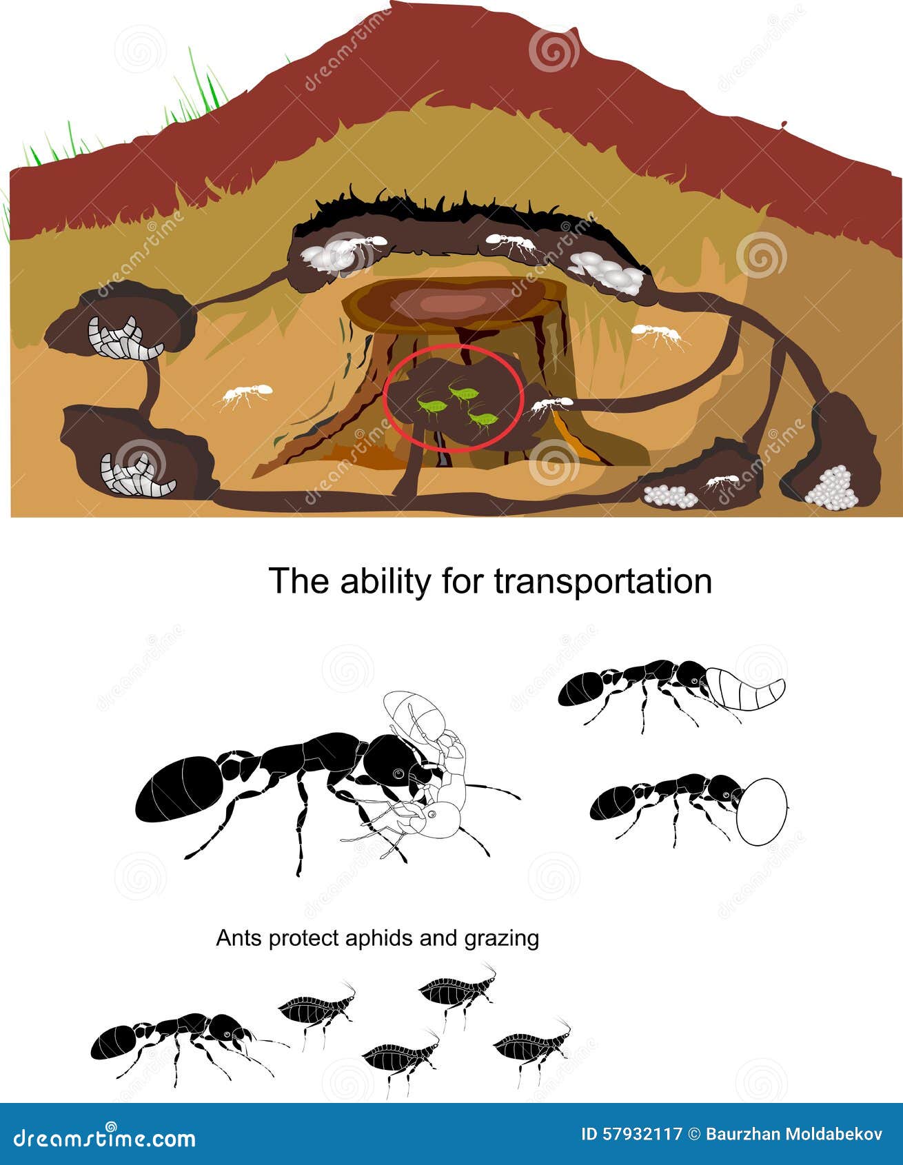 Ants Life Illustration Isolated on White Stock Vector - Illustration of ...