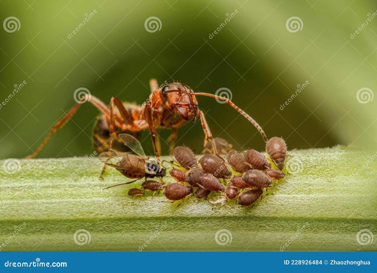Aphids And Ants Symbiotic Relationship Aphids And Ants Symbiotic Relationship