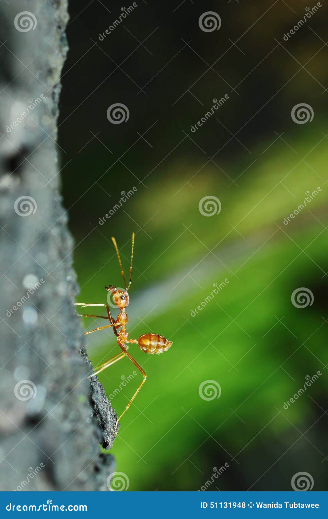 Ants stock photo. Image of mountain, life, insects, ants - 51131948