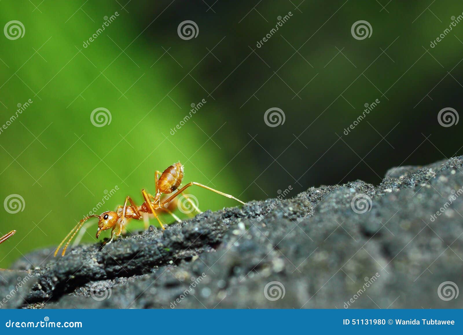 Ants stock photo. Image of evening, landscape, ants, flowers - 51131980