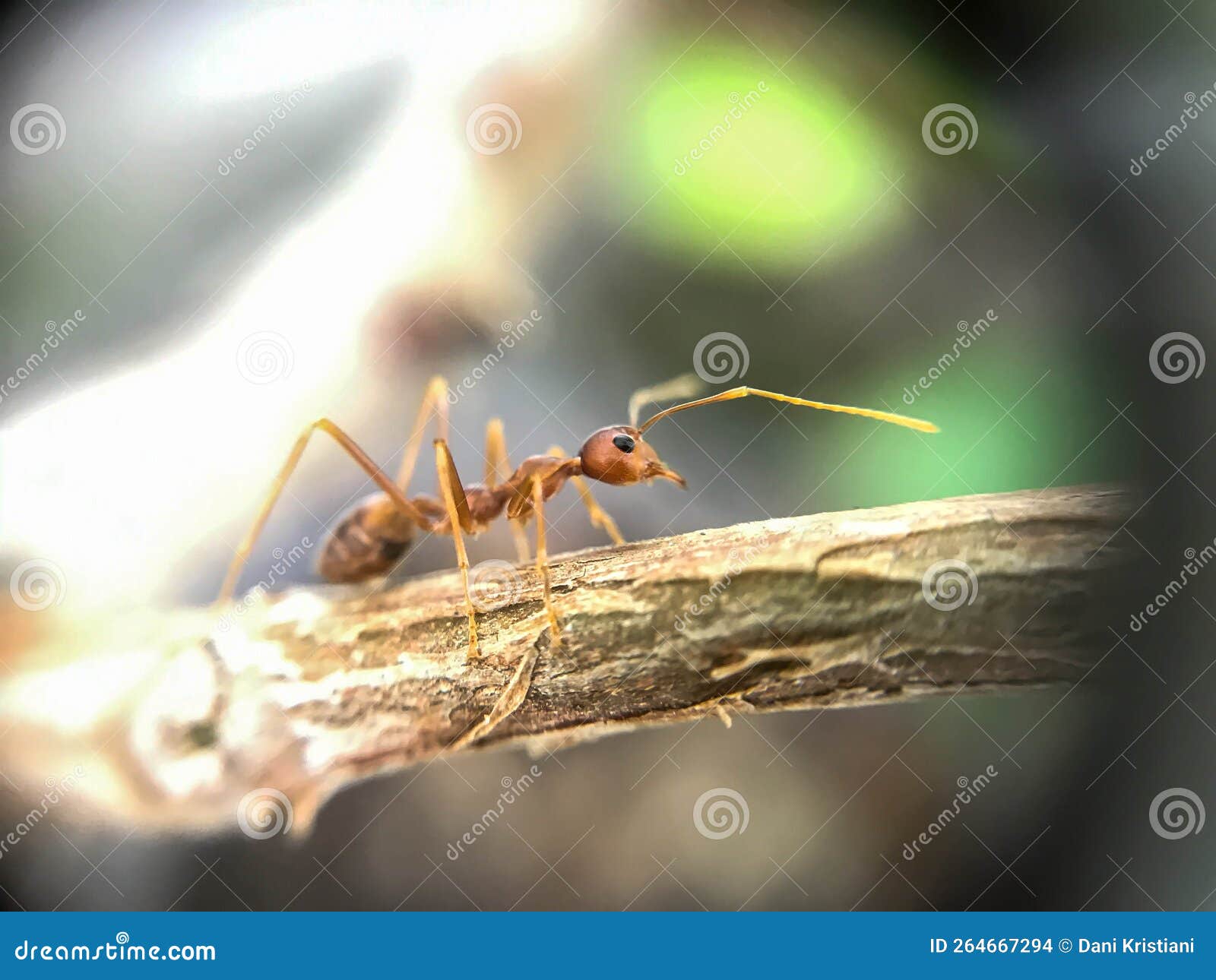 Ants are Looking for Food on Branches Tree Stock Photo - Image of food ...