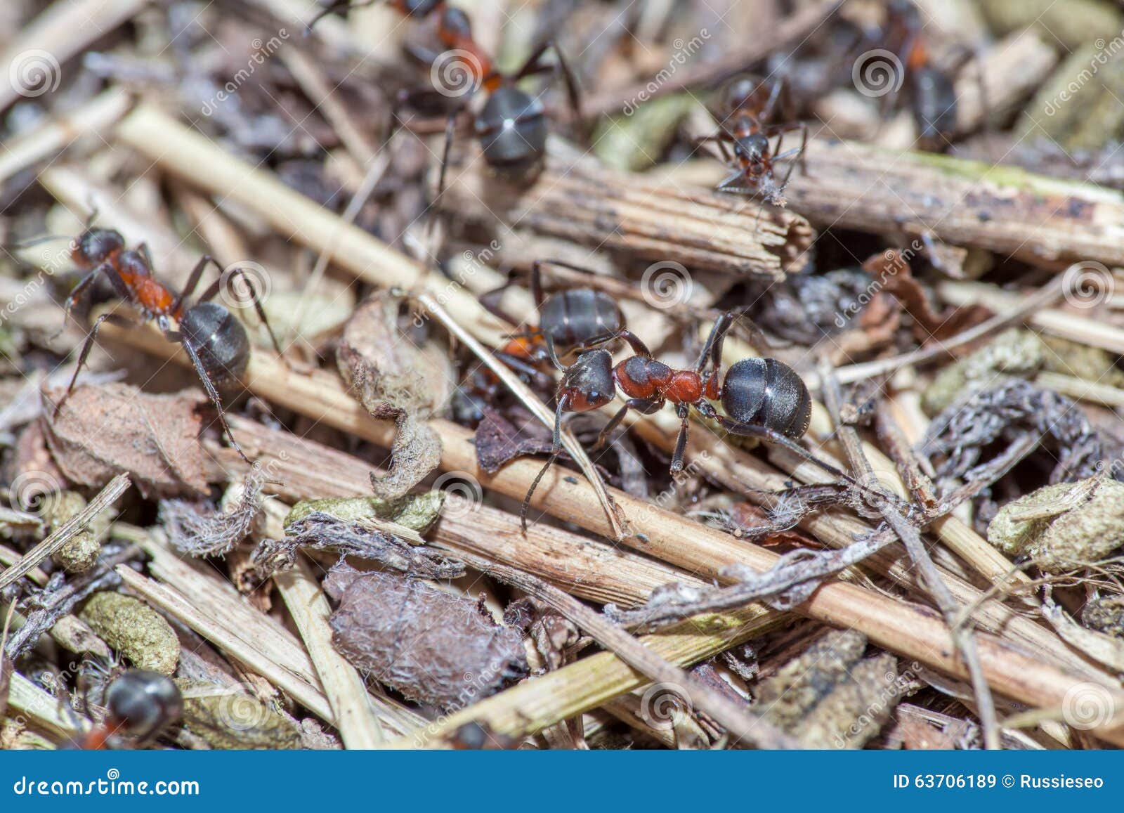 Ants macro stock image. Image of strength, cooperation - 63706189