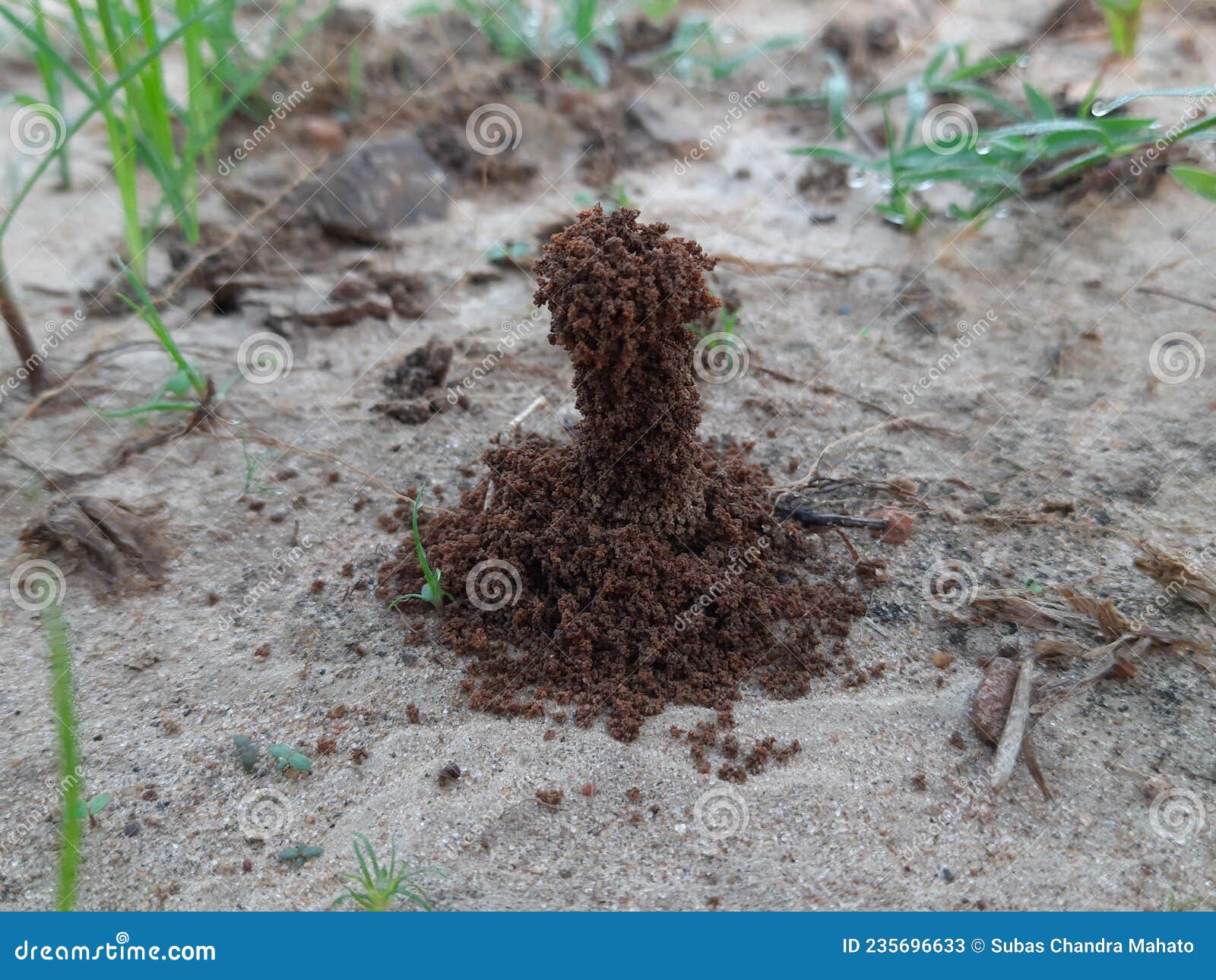 Ants are Making Their Home and Digging the Soil. Stock Image - Image of ...