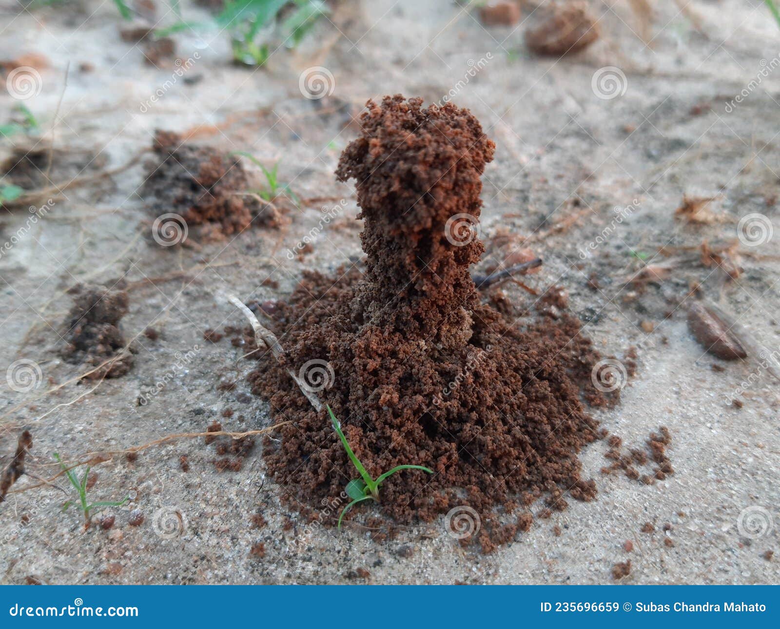 Ants are Making Their Home and Digging the Soil. Stock Image - Image of ...