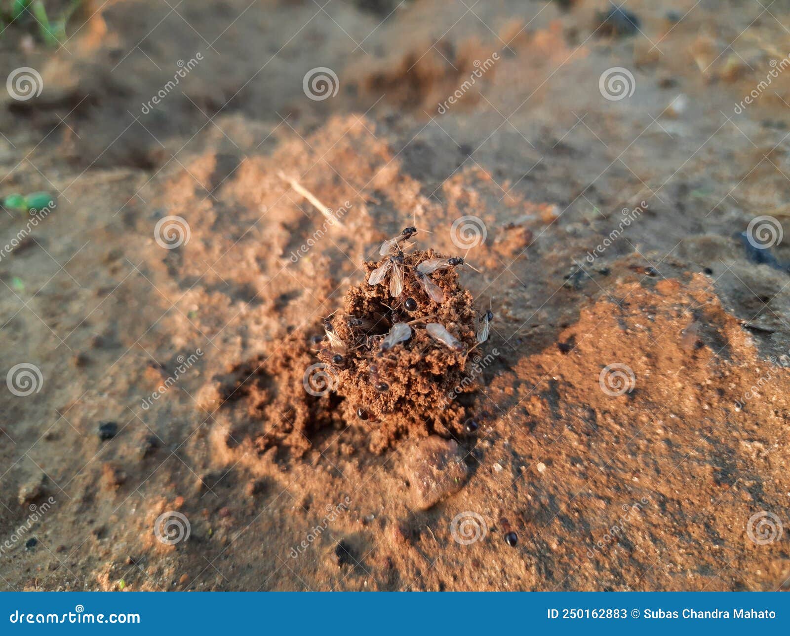Ants are Making Their Home and Digging the Soil. Stock Image - Image of ...