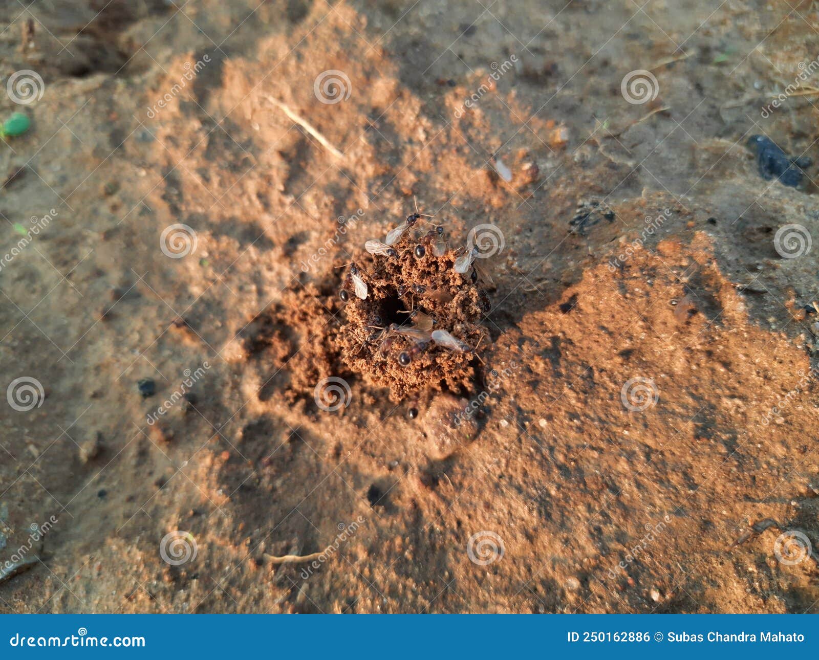 Ants are Making Their Home and Digging the Soil. Stock Photo - Image of ...