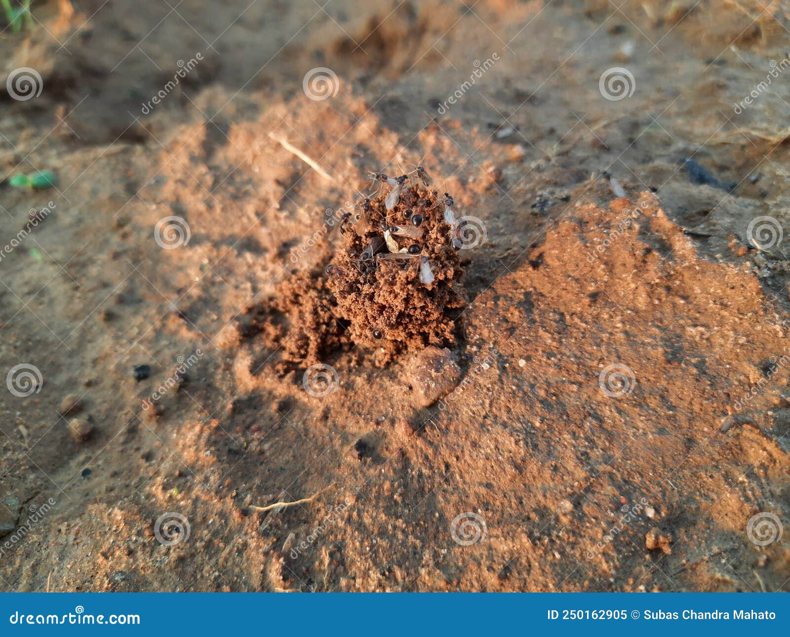 Ants are Making Their Home and Digging the Soil. Stock Image - Image of ...