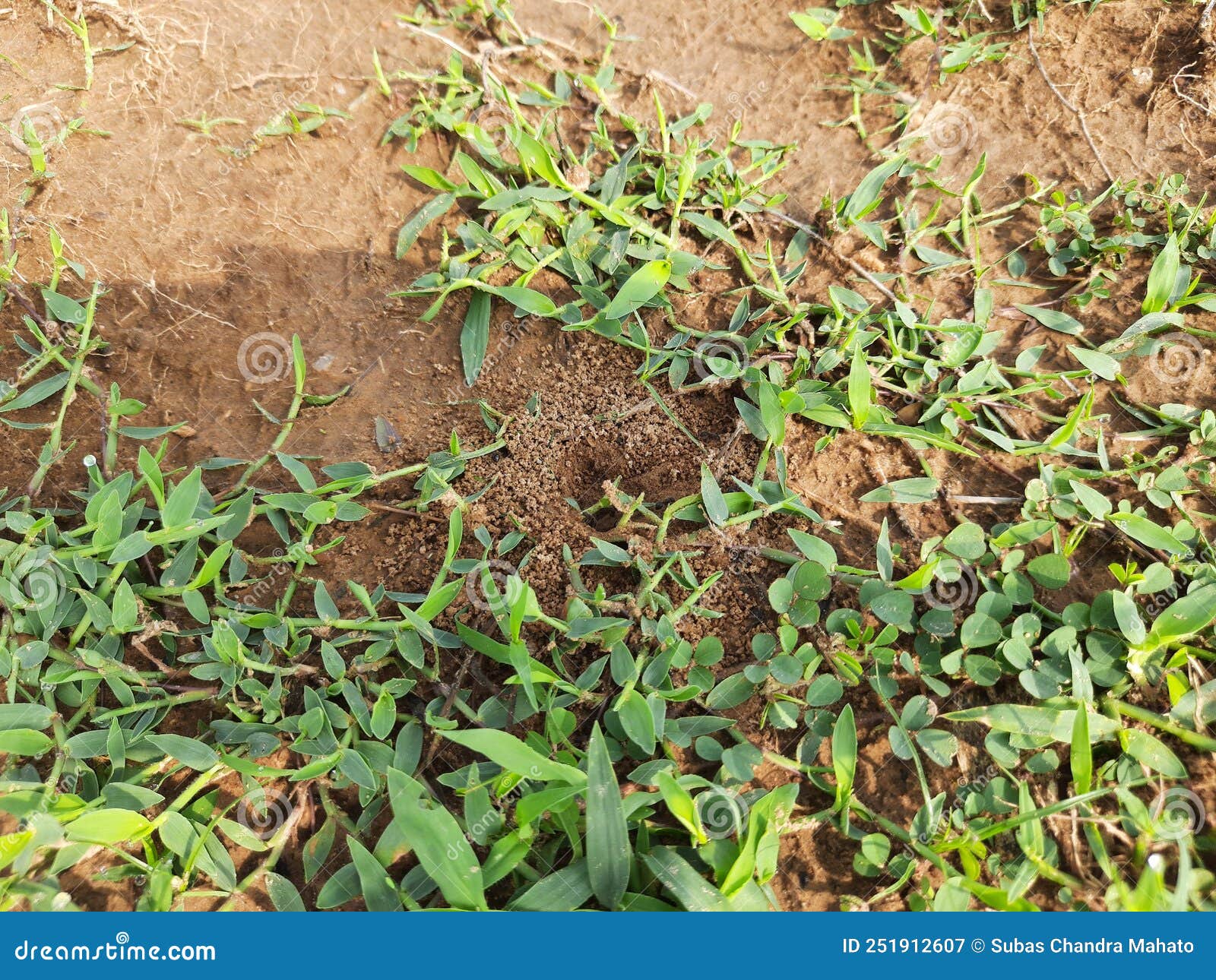 Ants are Making Their Home and Digging the Soil Stock Image - Image of ...