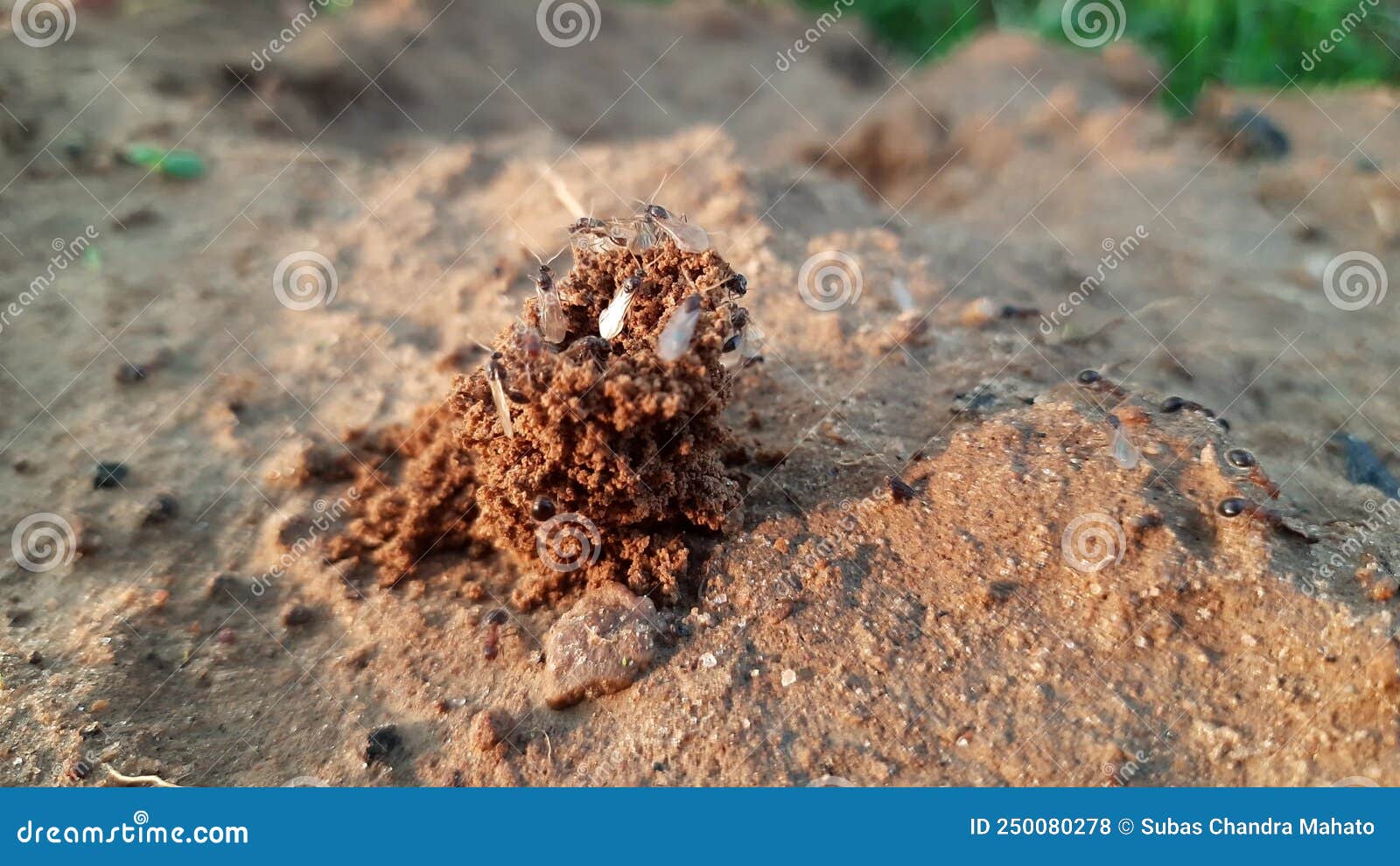 Ants are Making Their Home and Digging the Soil. Stock Footage - Video ...