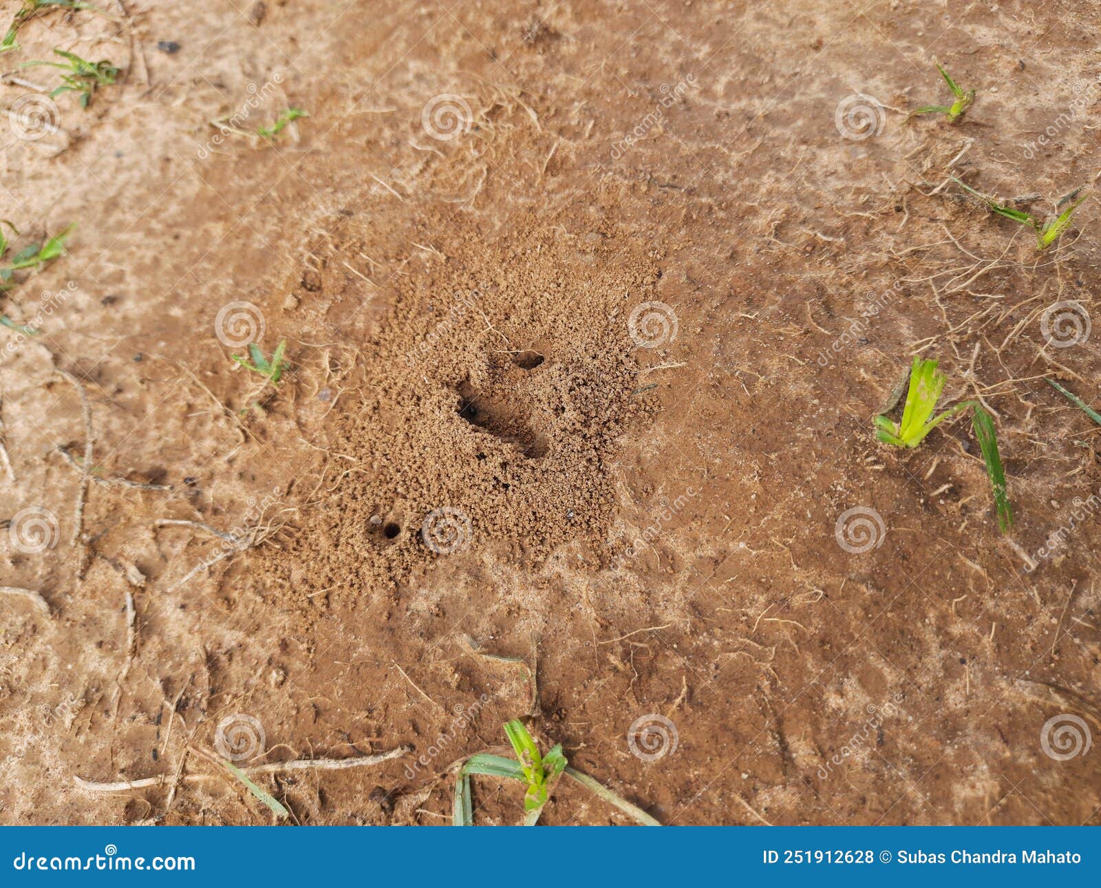 Ants are Making Their Home and Digging the Soil Stock Photo - Image of ...