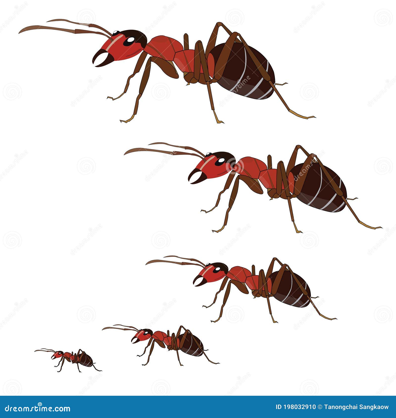 Ants, Many Ants, Red Ant Picture Stock Vector - Illustration of clip ...