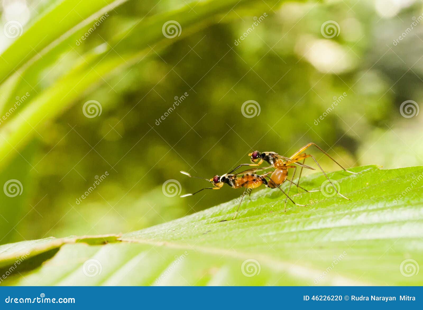 Ants Mating in Green Background Stock Photo - Image of closeup, animals ...