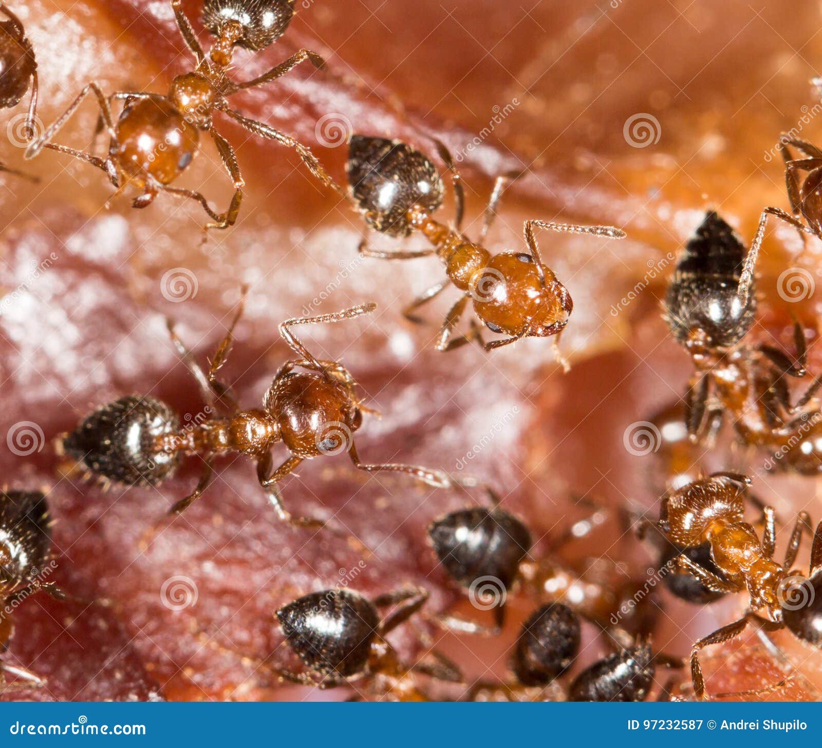 Ants on the meat. close-up stock image. Image of macro - 97232587