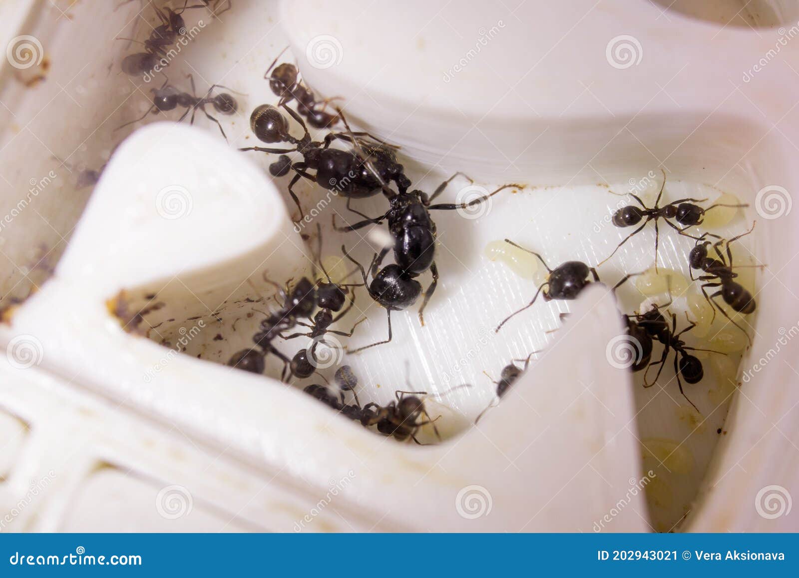 Ants Messor Structor in a Formicaria Closeup Stock Image - Image of ...
