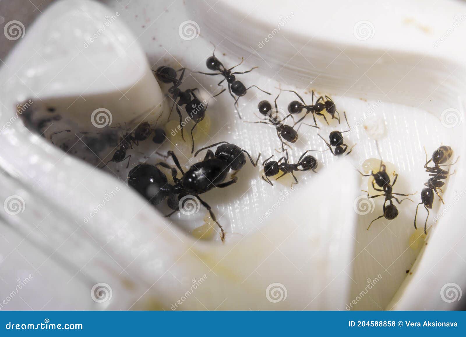 Ants Messor Structor in a Formicaria Closeup Stock Photo - Image of farm, formicidae: 204588858