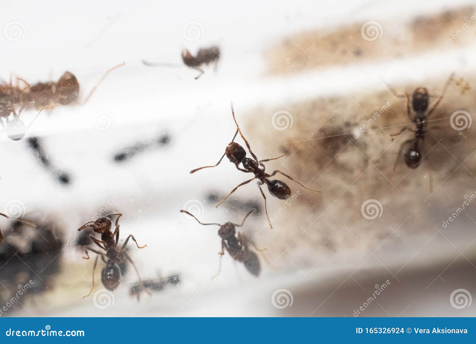 Ants Messor Structor in Vitro Close Up Stock Photo - Image of macro ...