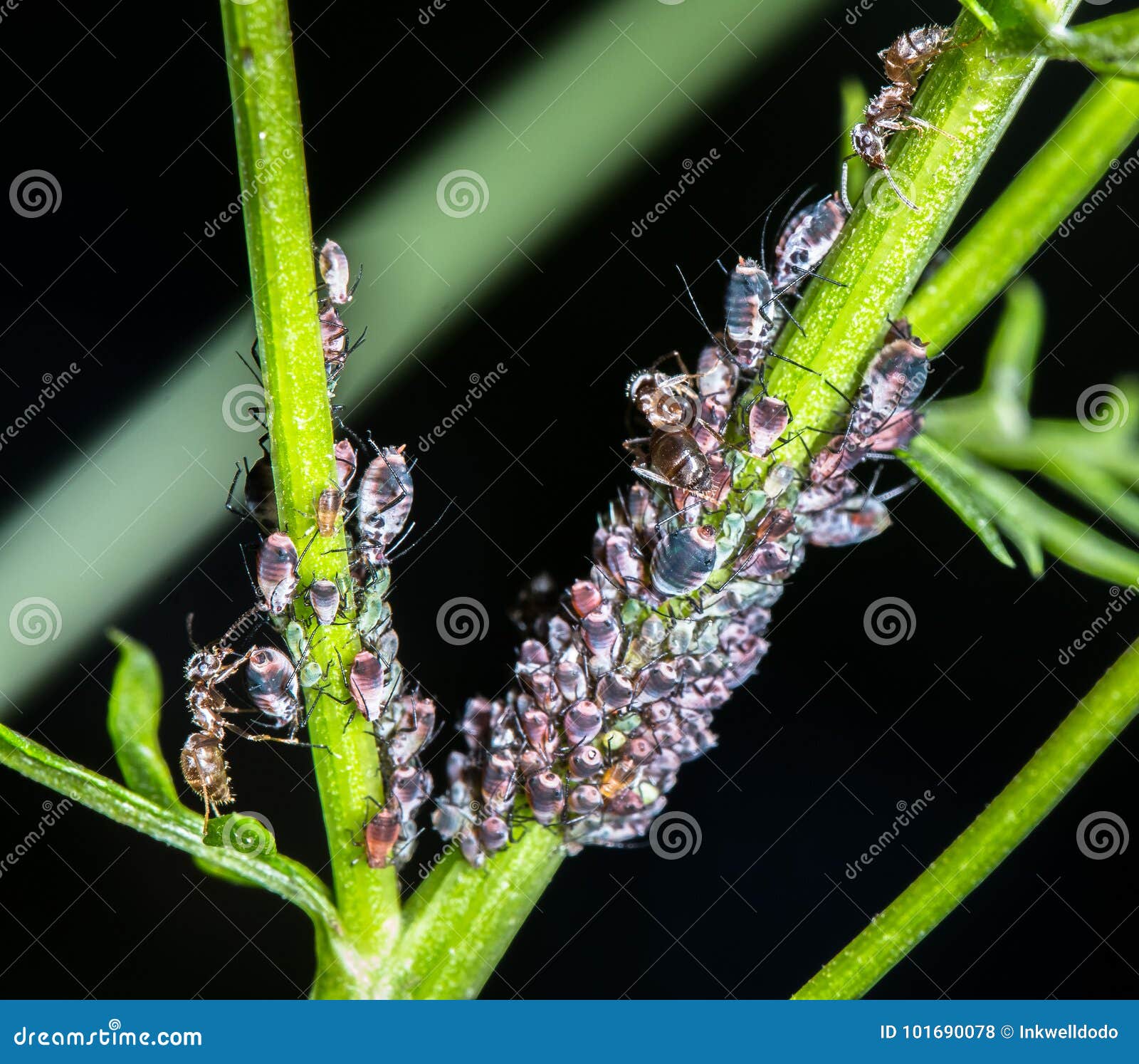 Ants Milking Plant Lice Royalty-Free Stock Photography | CartoonDealer ...