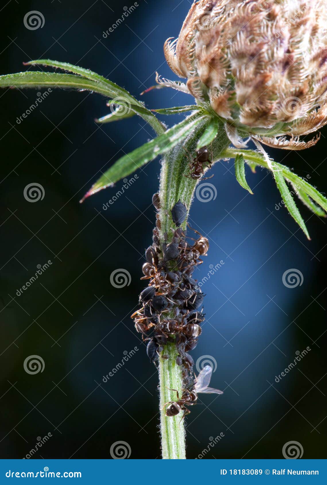 Ants milking plant lice stock image. Image of parthenogenesis - 18183089