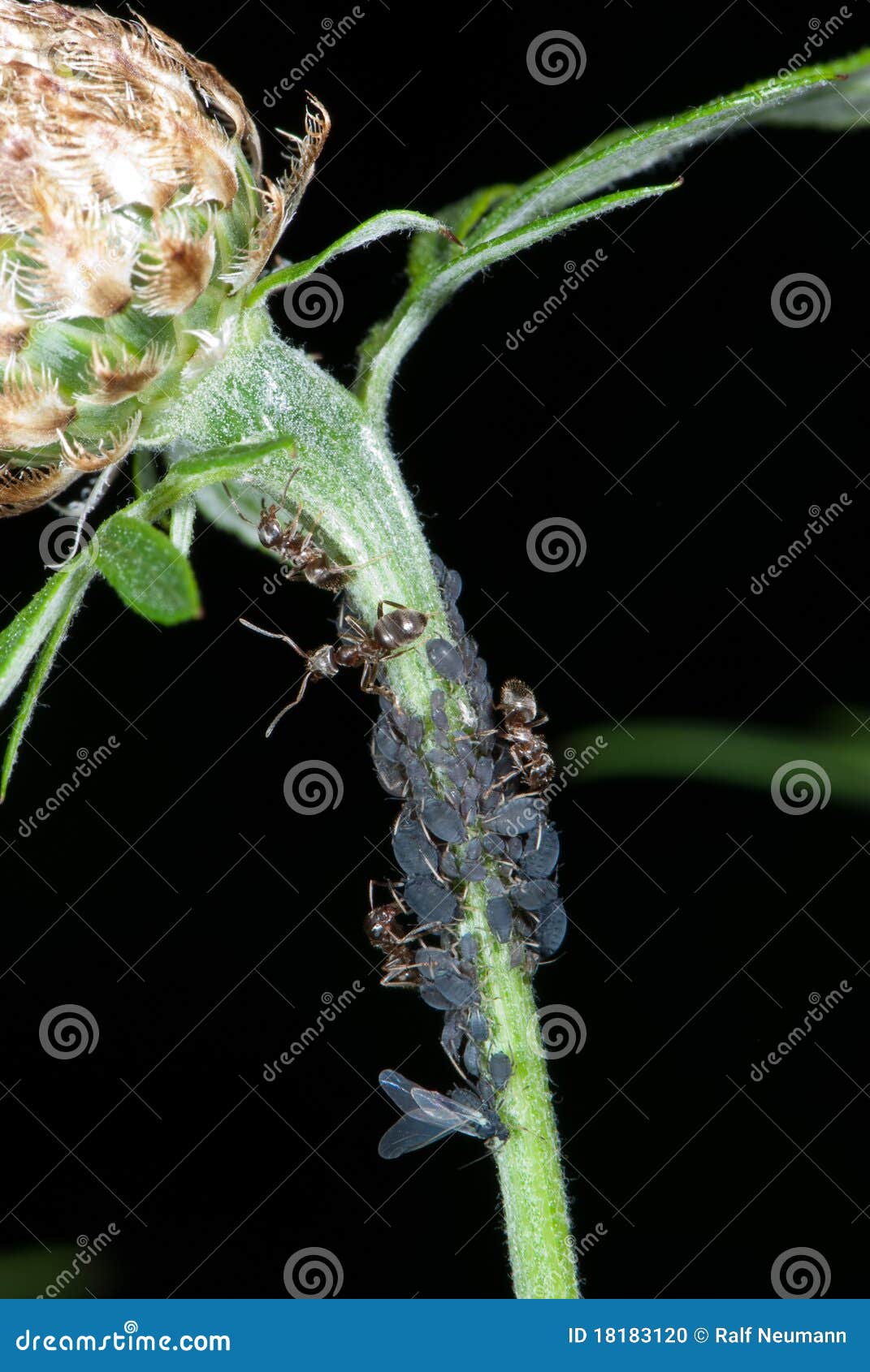 Ants Milking Plant Lice Royalty-Free Stock Photo | CartoonDealer.com ...