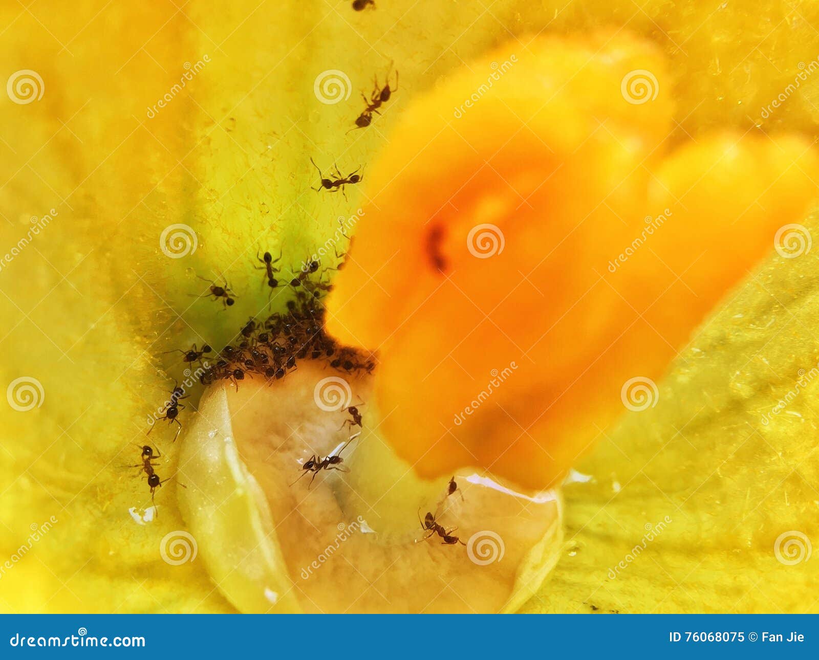 Ants stock image. Image of nectar, mining, ants, drowned - 76068075