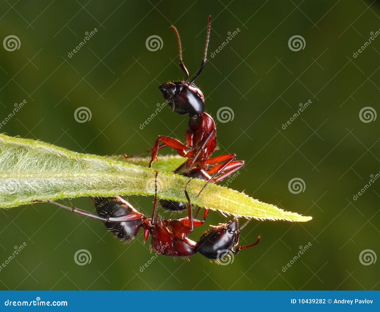 Ants mirrored wrong stock photo. Image of garden, detailed - 10439282