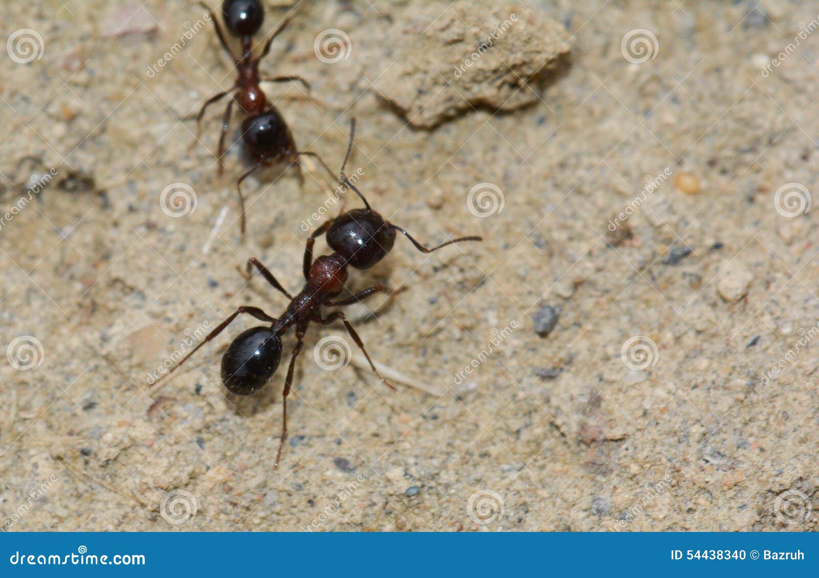Ants stock photo. Image of forest, hill, work, insect - 54438340