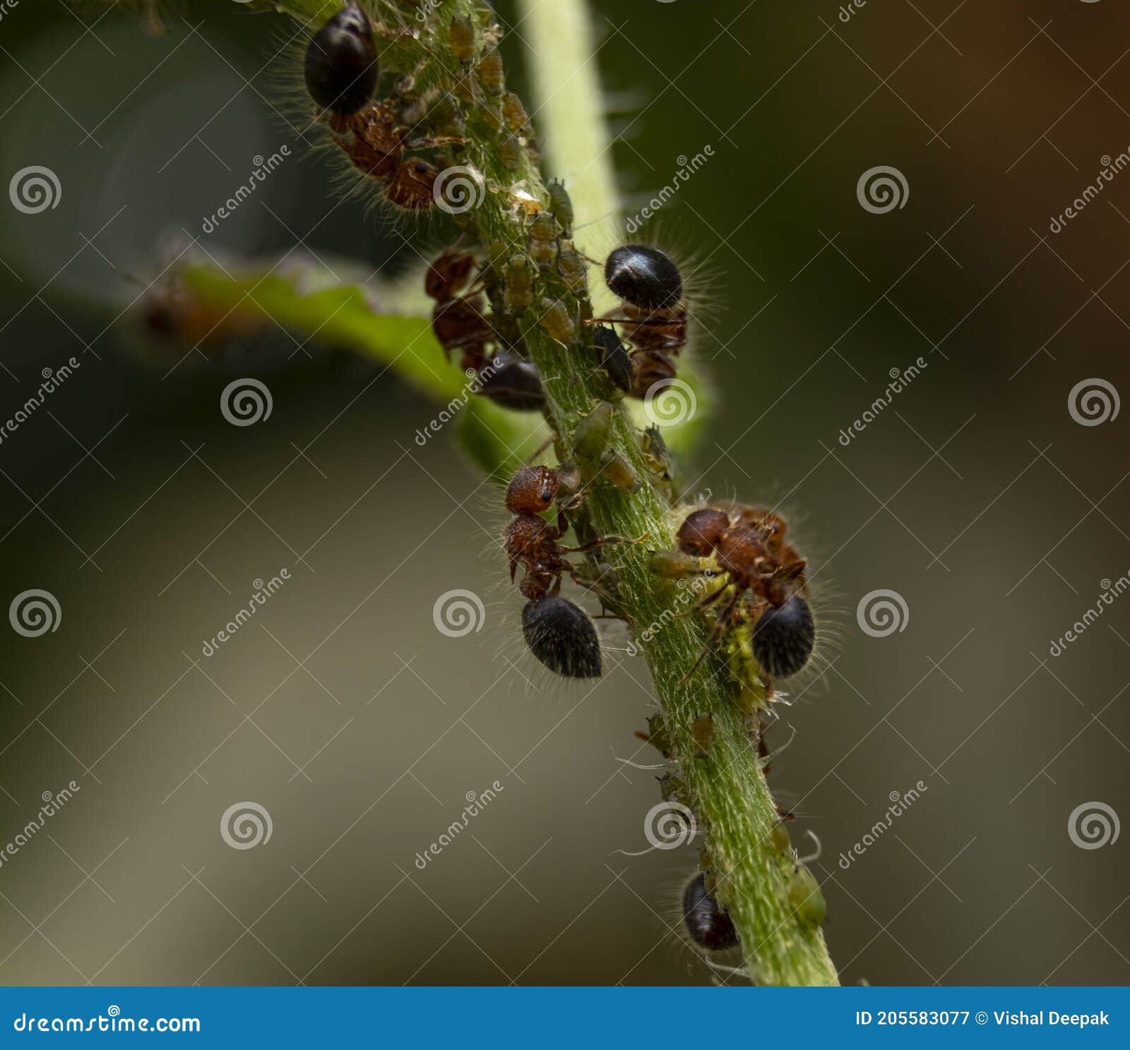 Ants are Most Powerful Insect World Stock Image - Image of powerful ...