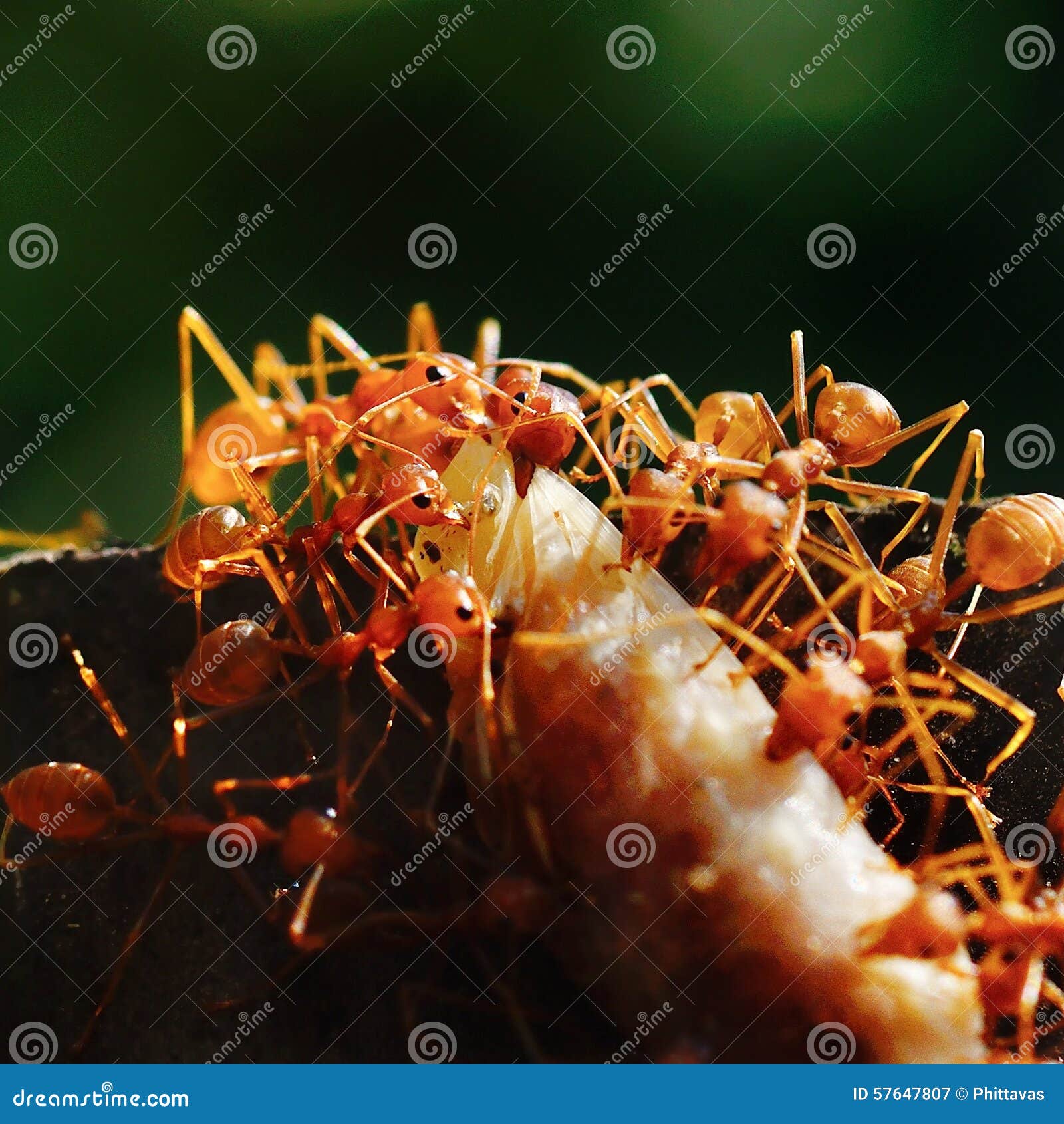 Ants Move Some Food into Ant S Nest Stock Image - Image of creature ...